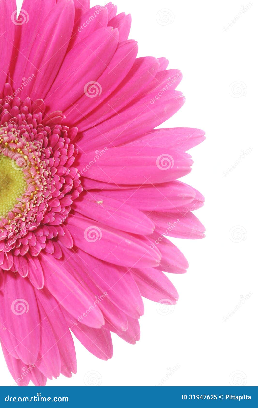 Roze gerbera stock afbeelding. Image of bloem, achtergrond - 31947625
