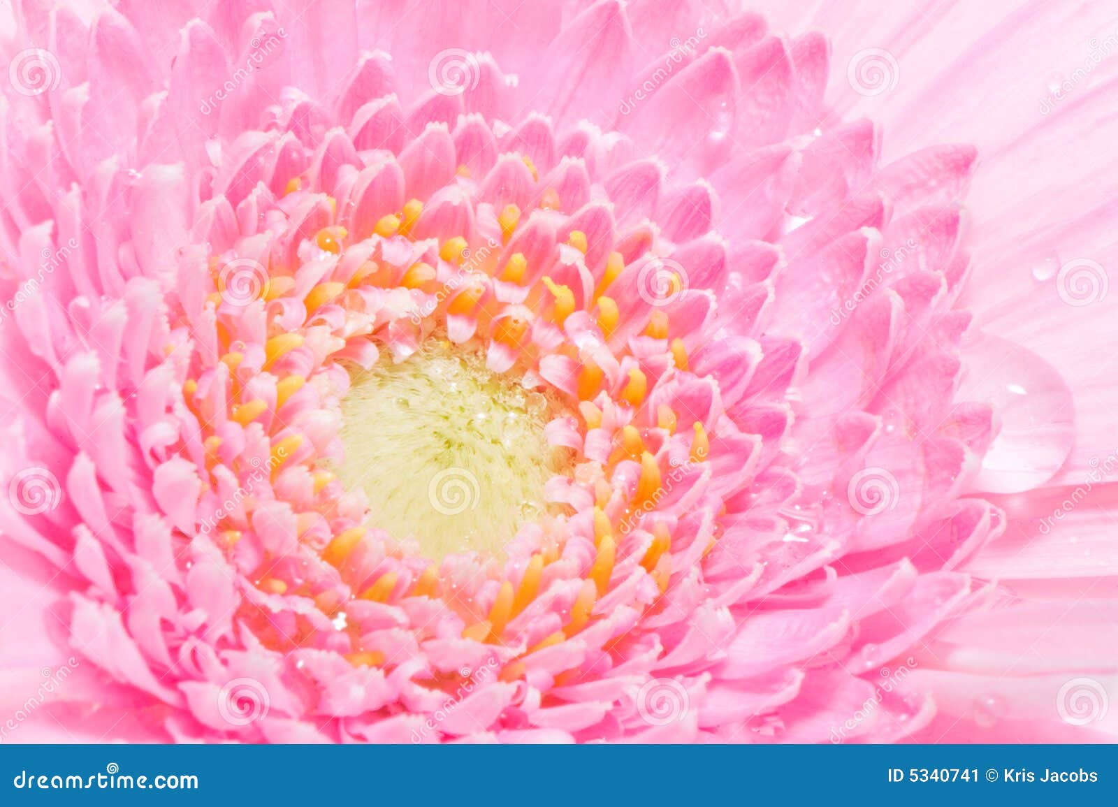 Roze gerbera stock image. Image of romantic, pink, colored - 5340741