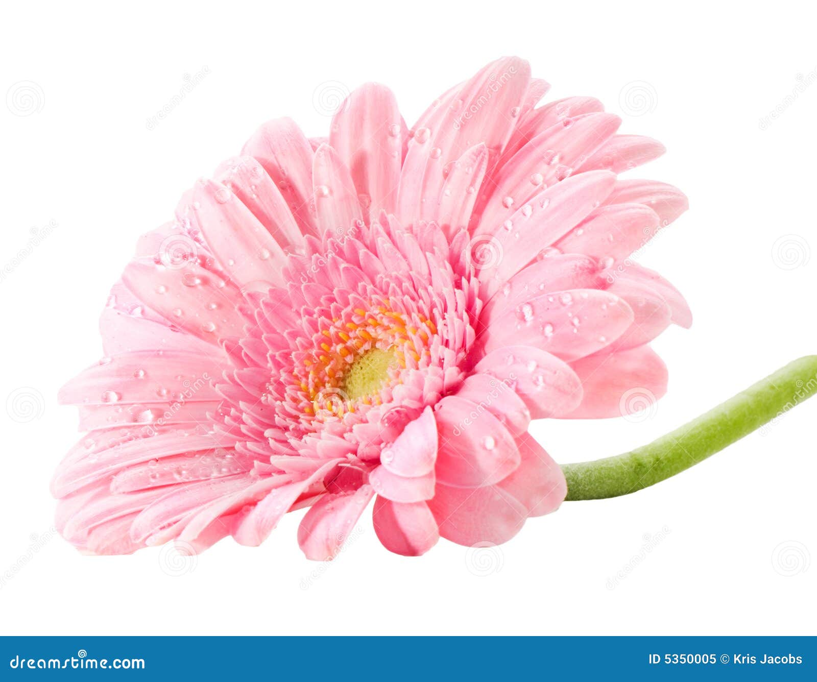 Roze gerbera stock image. Image of color, grow, multi - 5350005