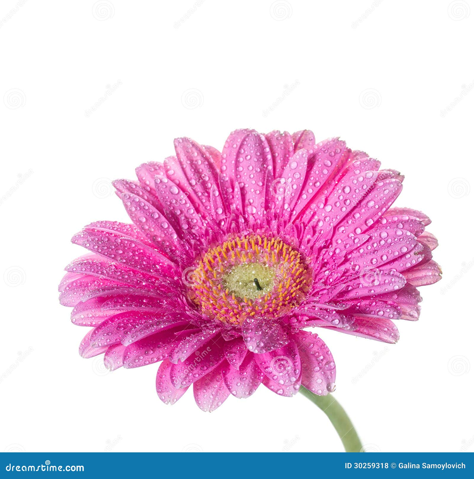 Roze Gerbera stock foto. Image of duitser, mooi, daling - 30259318