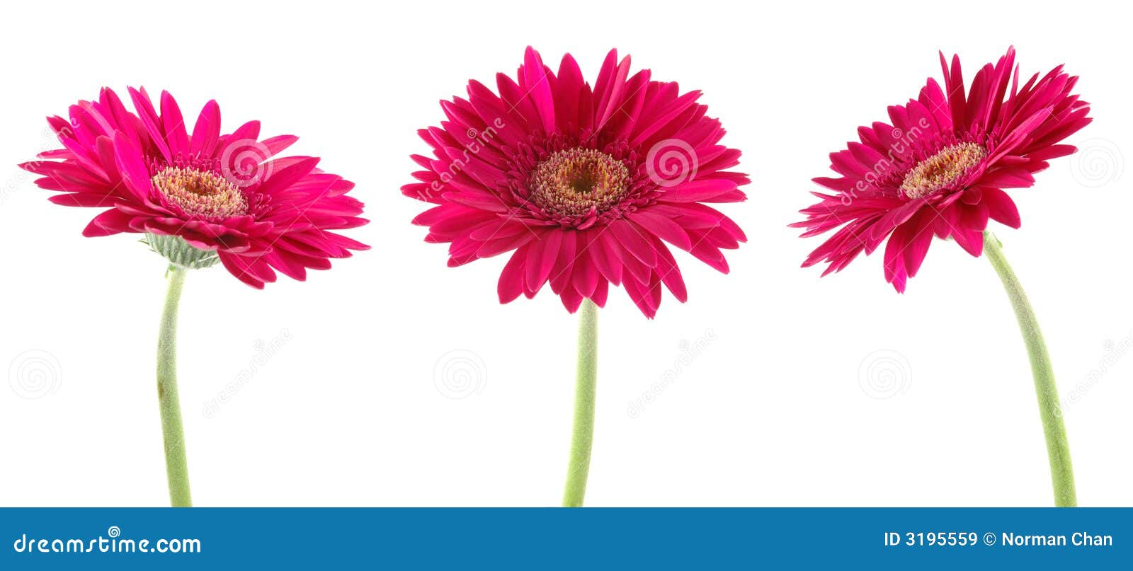 Roze gerberas stock afbeelding. Image of lente, bloei - 3195559