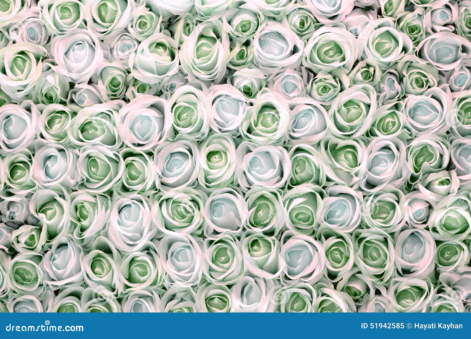 Roze, Groene En Witte Rozen Als Achtergrond Stock Afbeelding - Image of ...