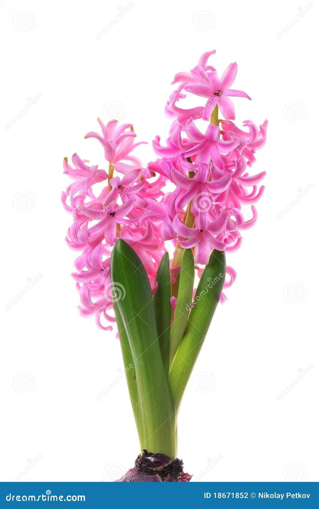 Roze hyacint stock foto. Image of bloem, botanisch, plantkunde - 18671852