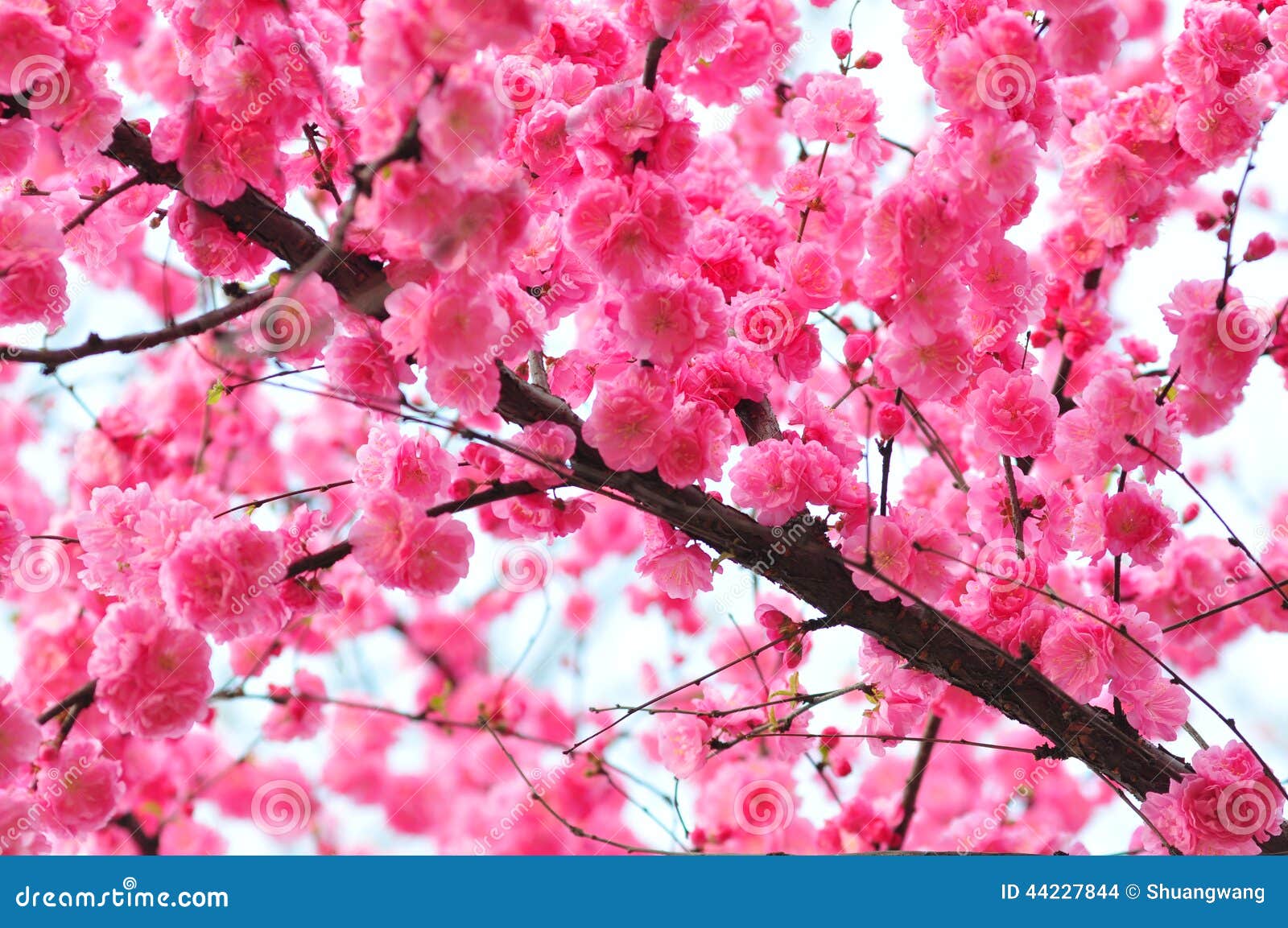 Roze jasmijn stock foto. Image of vers, bloemblaadje - 44227844