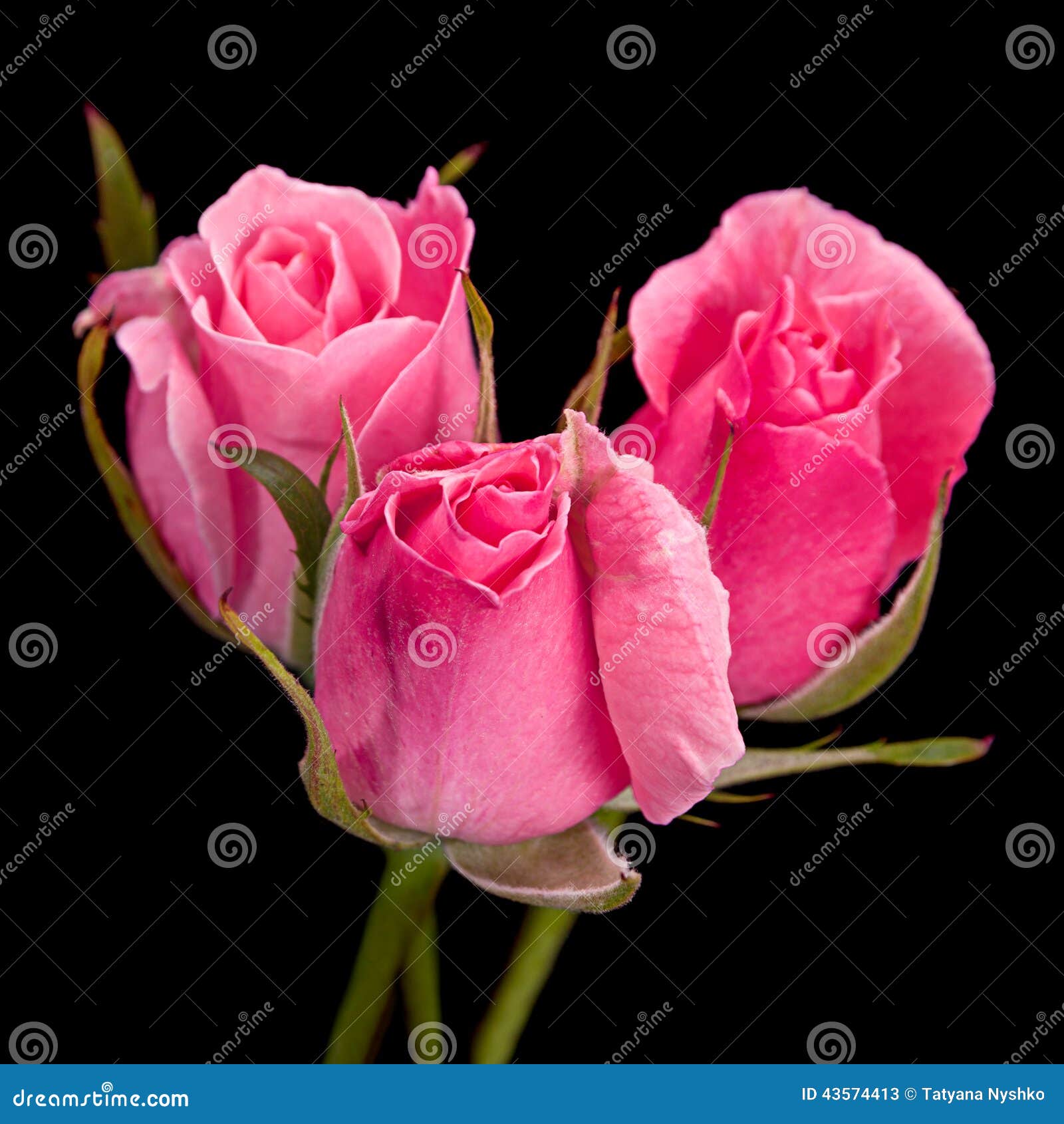 Roze Kleine Rozen Op Zwarte Stock Afbeelding - Image of bloemen, mooi ...