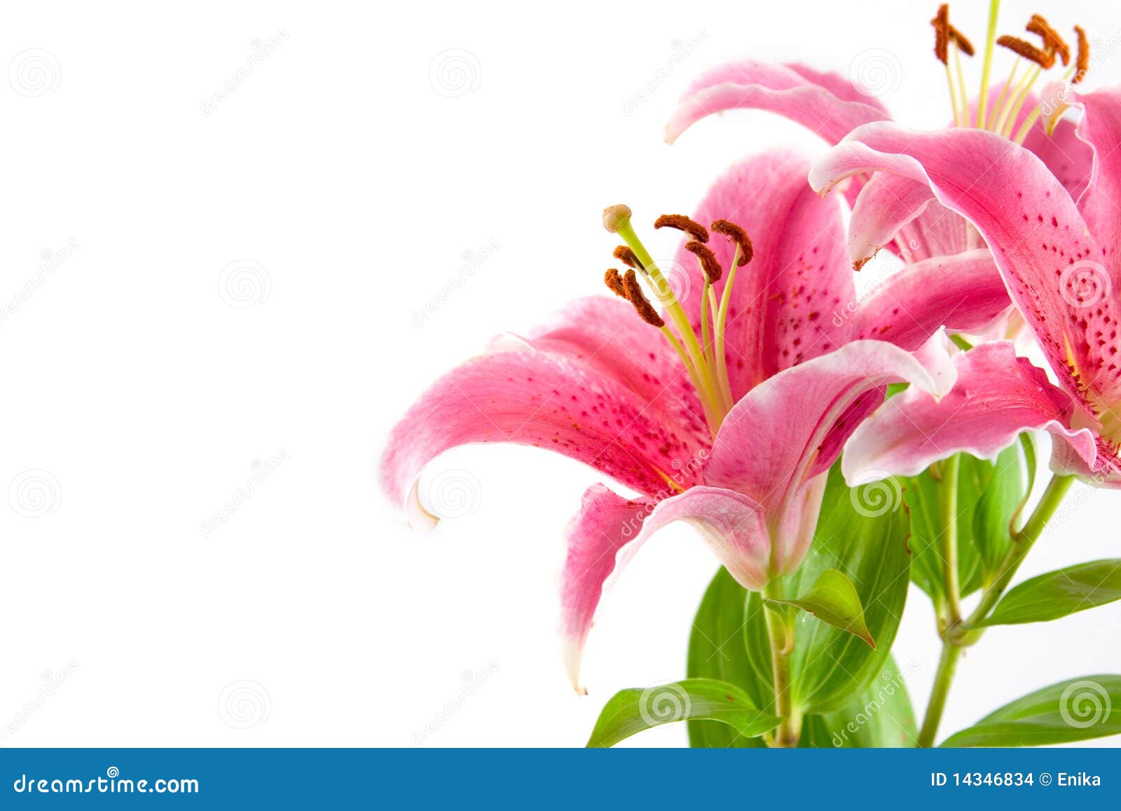 Roze lelie stock foto. Image of roze, macro, blad, bloemen - 14346834