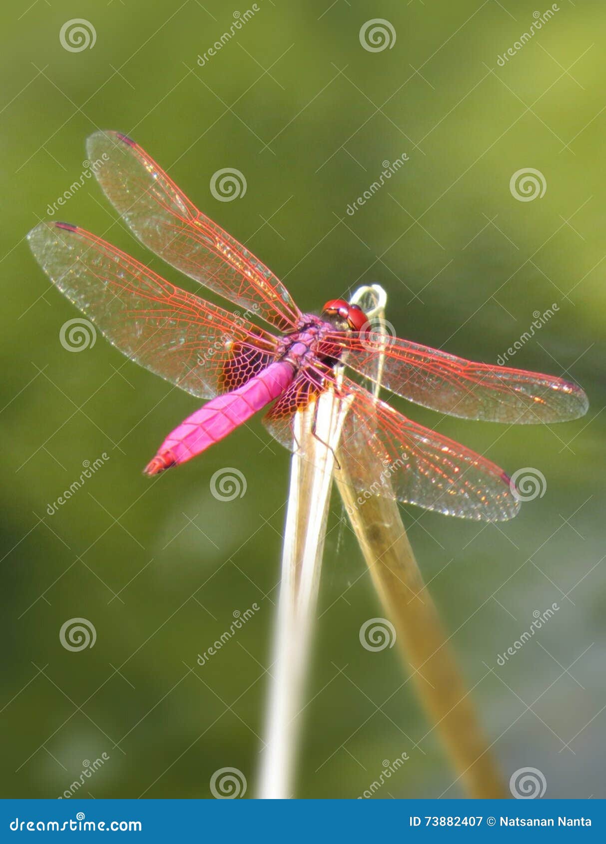 Roze libel stock afbeelding. Image of wild, kleur, mooi - 73882407