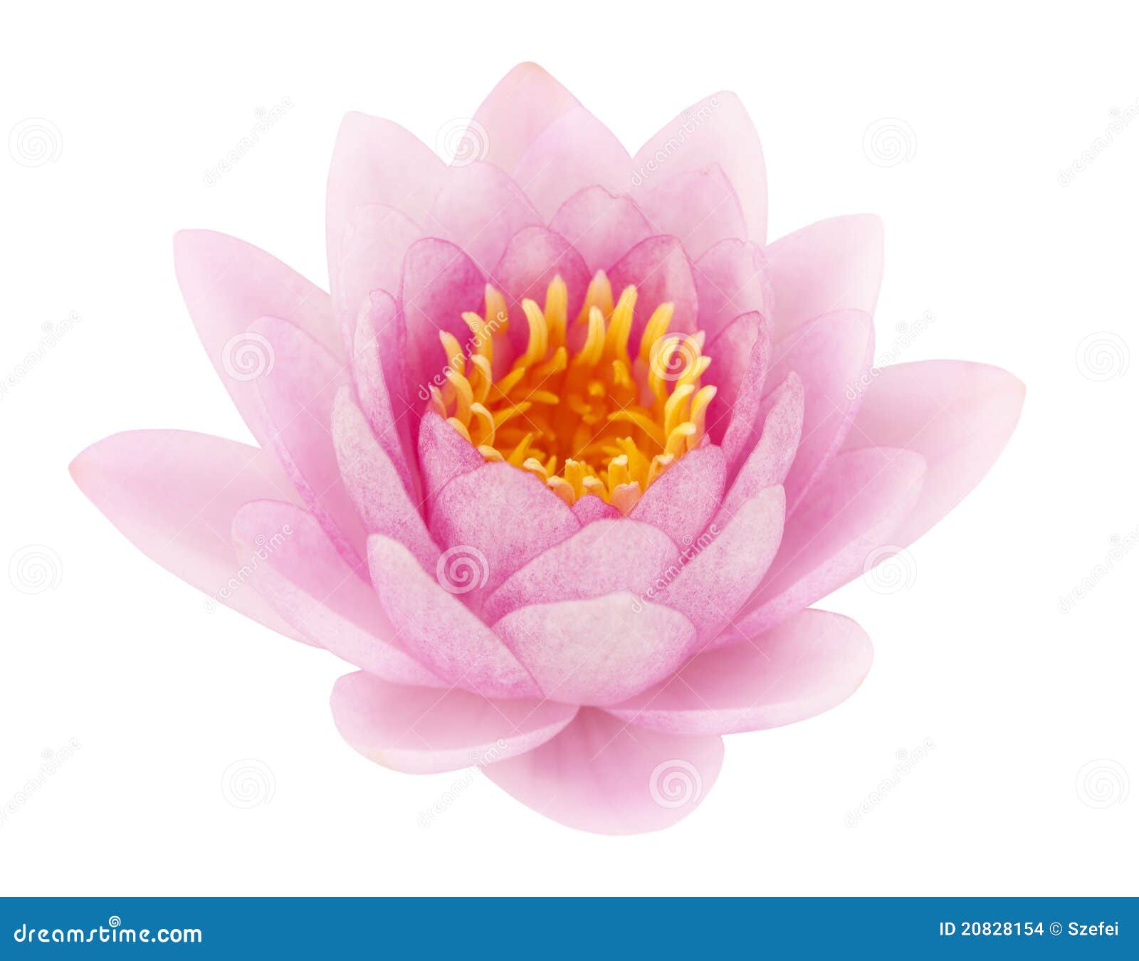 Roze lotusbloem stock foto. Image of kleur, lotusbloem - 20828154