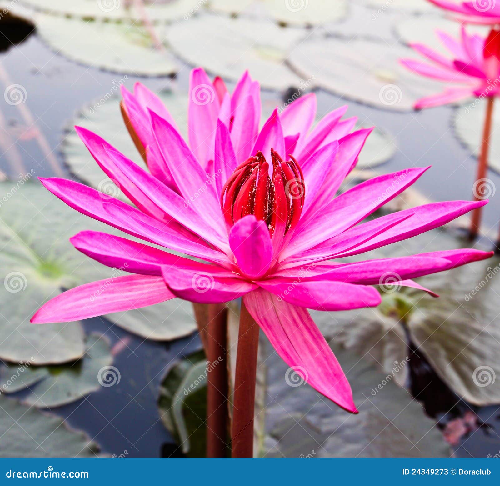 Roze lotusbloem in meer. stock afbeelding. Image of exotisch - 24349273