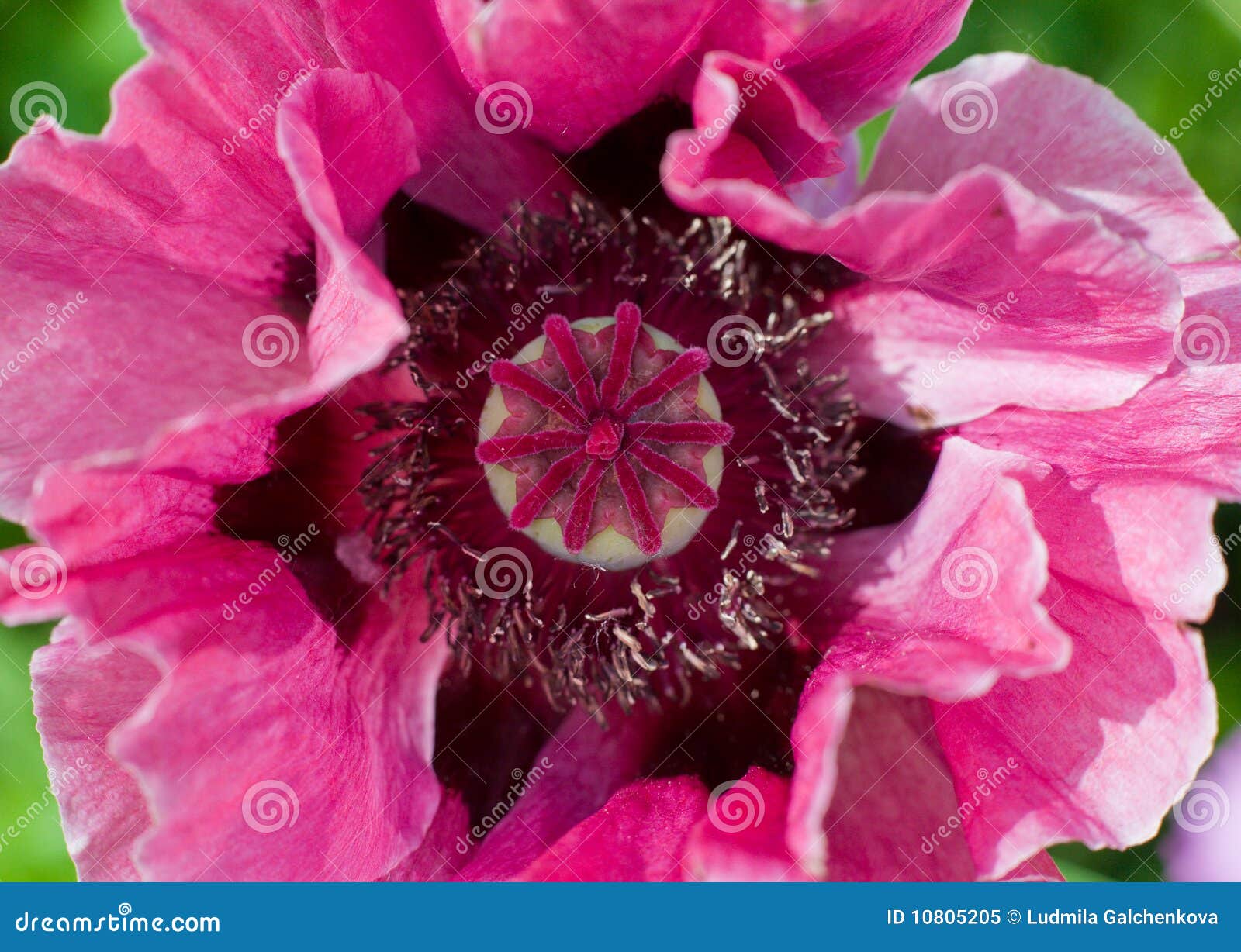 Roze papaver stock afbeelding. Image of enkelvoudig, knop - 10805205