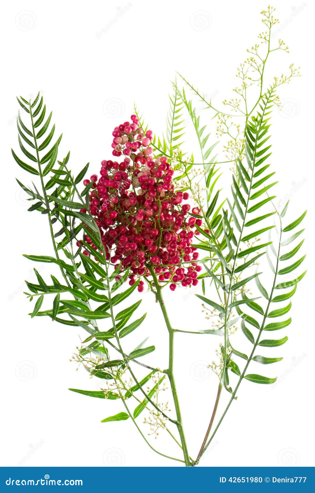 Roze Peperbollen Peruviaanse Peperboom (Schinus Molle L ) Stock Foto ...