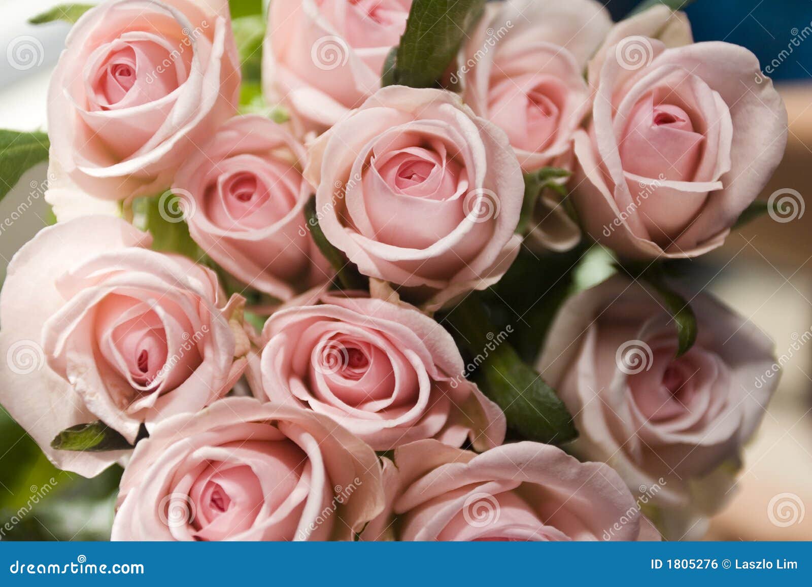 Roze Rozen Royalty-vrije Stock Afbeelding - Afbeelding: 1805276