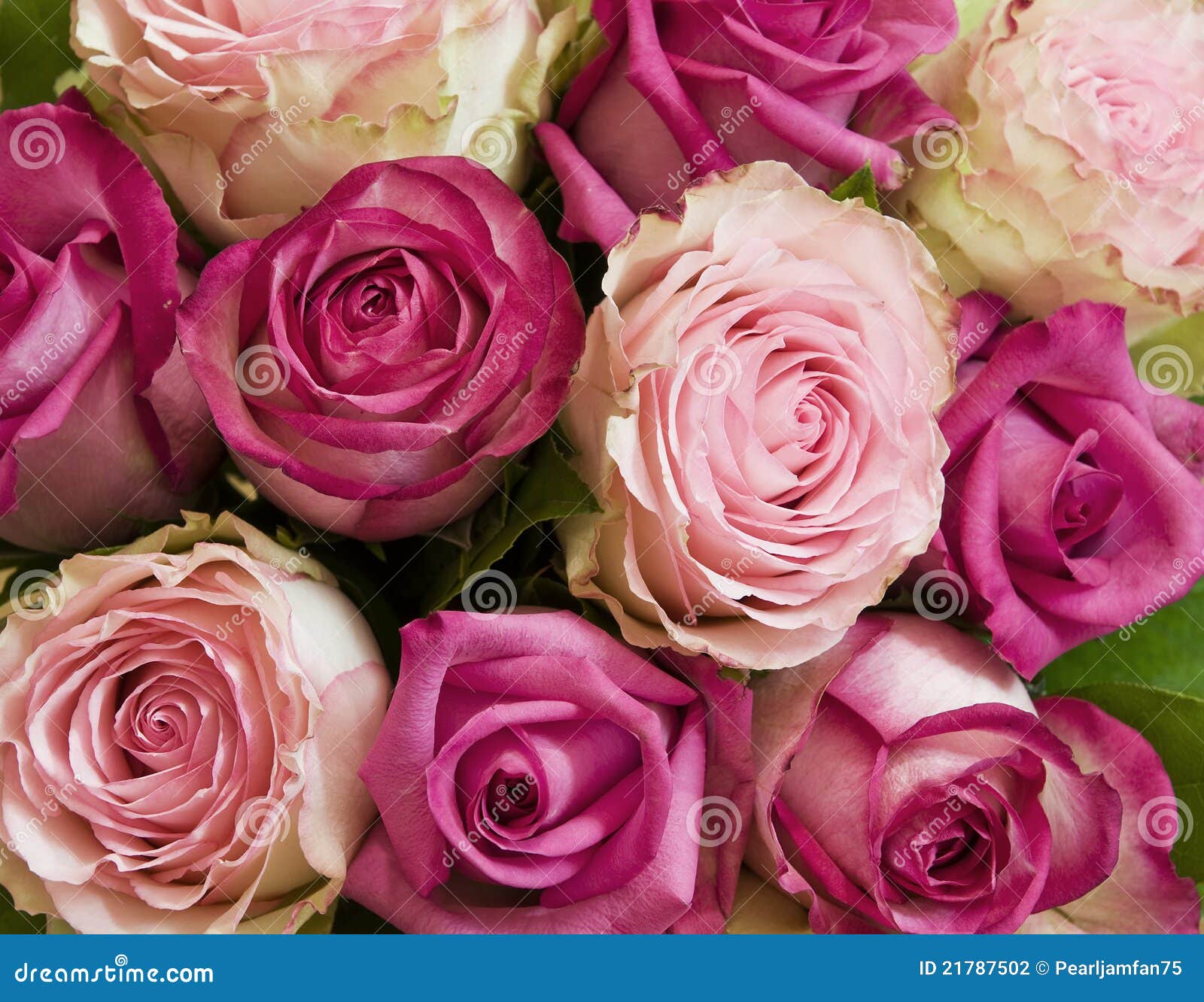 Roze rozen stock foto. Image of blad, achtergrond, gevlekt - 21787502