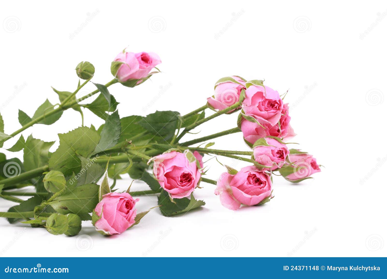 Roze Rozen Picture. Image: 24371148