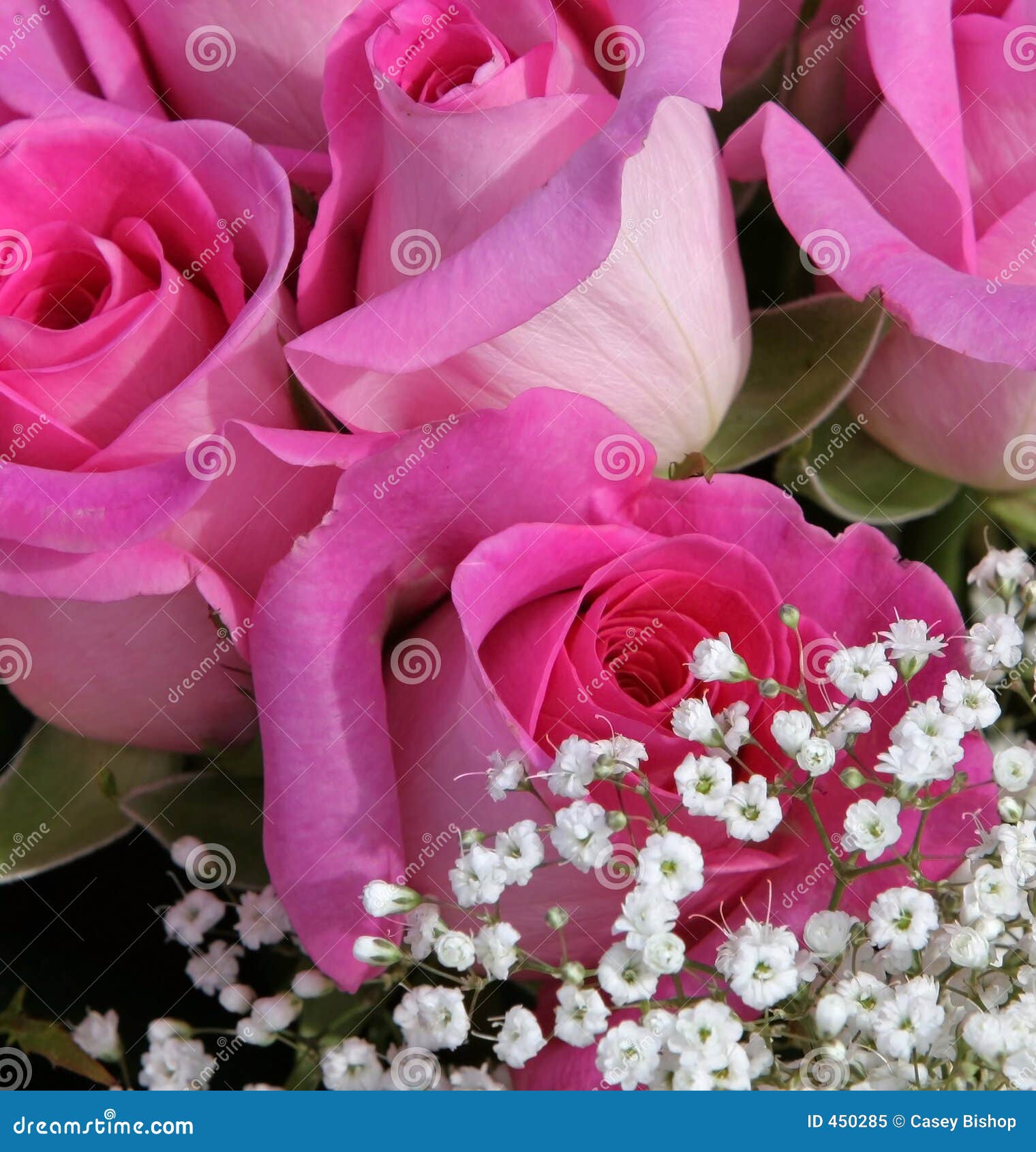 Roze rozen stock afbeelding. Image of adem, baby, roze - 450285