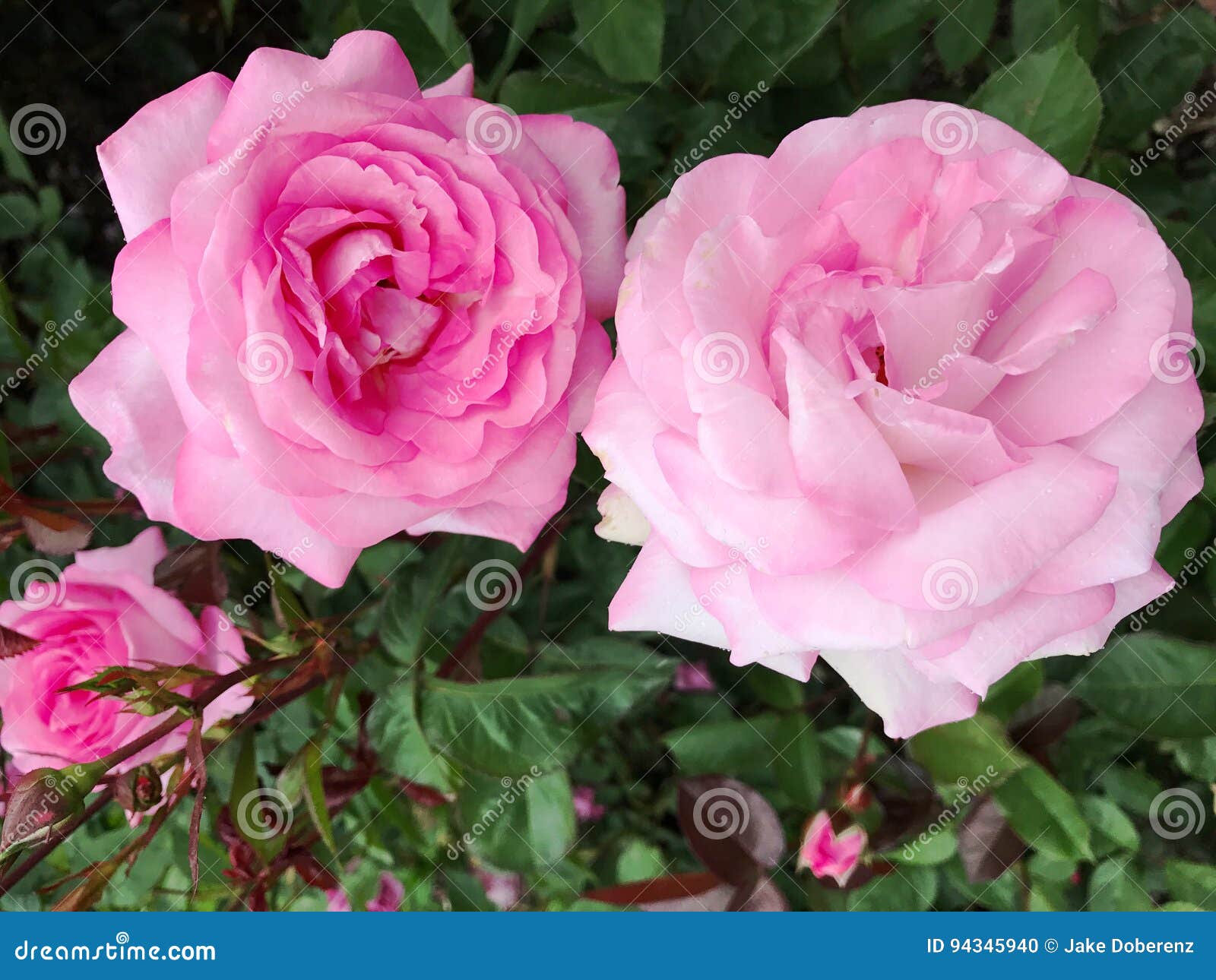 Roze rozen stock foto. Image of twee, roze, struik, bladeren - 94345940