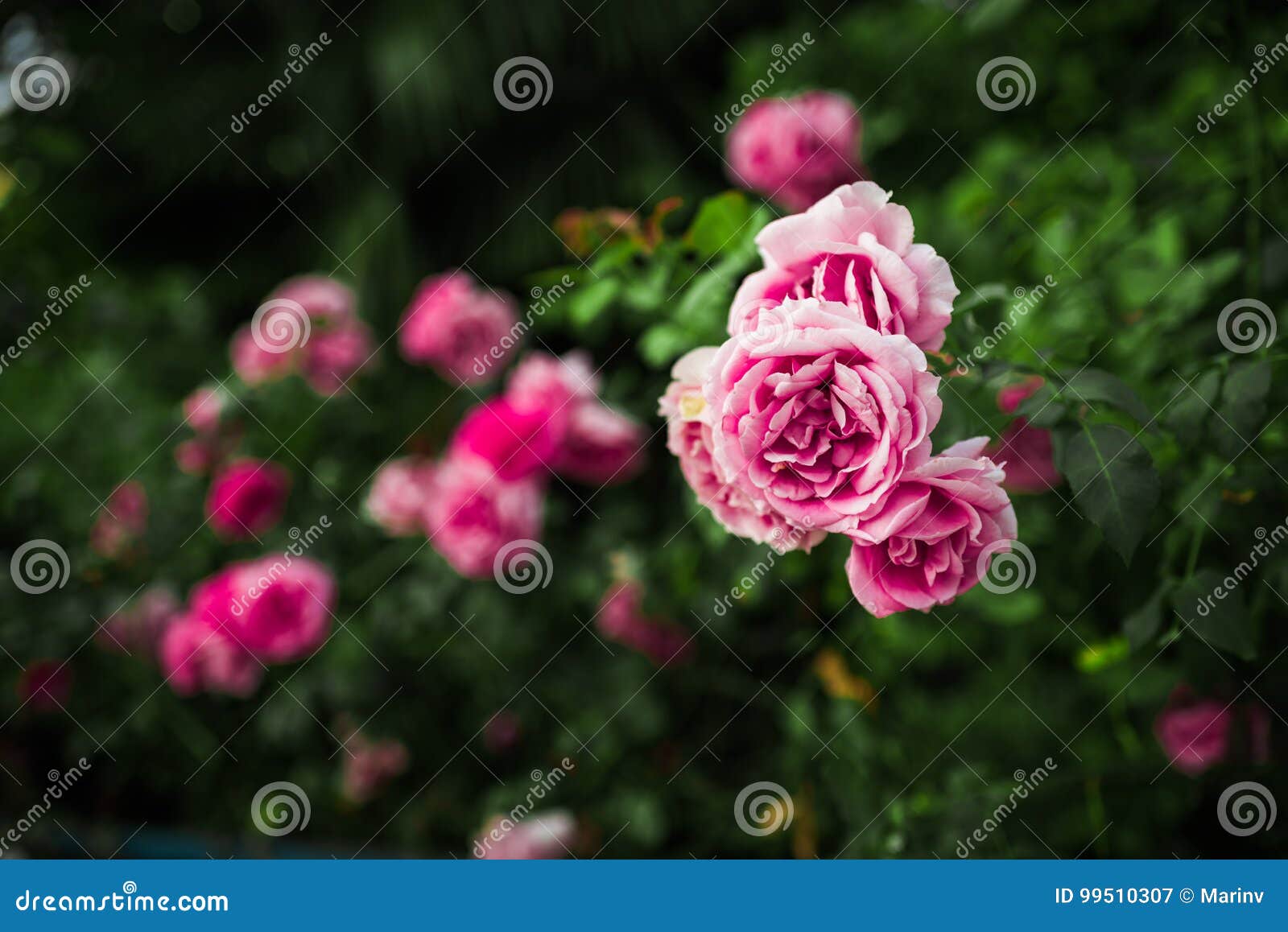 Roze rozen in groene tuin stock afbeelding. Image of romaans - 99510307