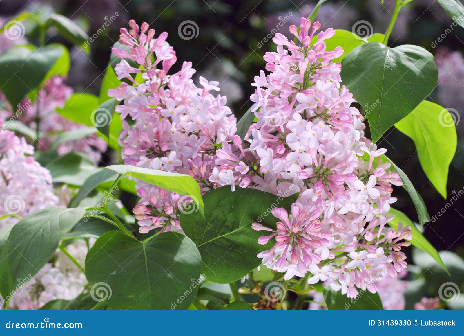 Roze Sering stock foto. Image of openlucht, vers, blad - 31439330
