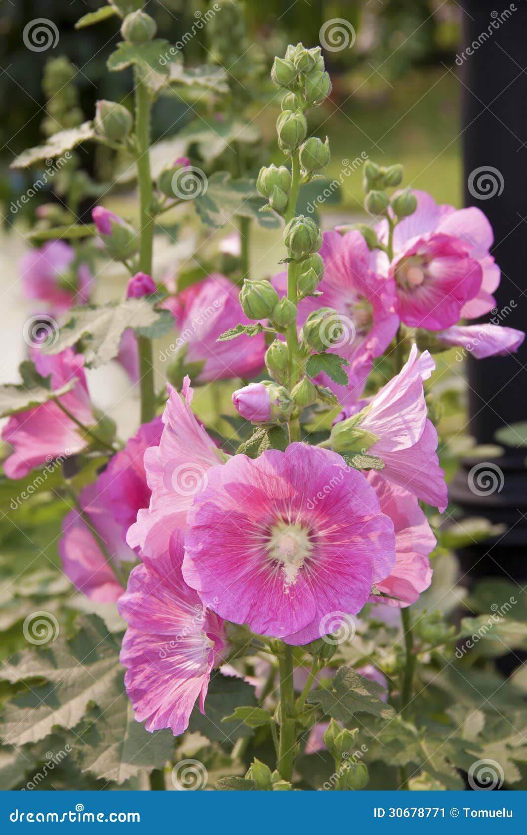 Roze Stokroos stock afbeelding. Image of bloei, bladeren - 30678771