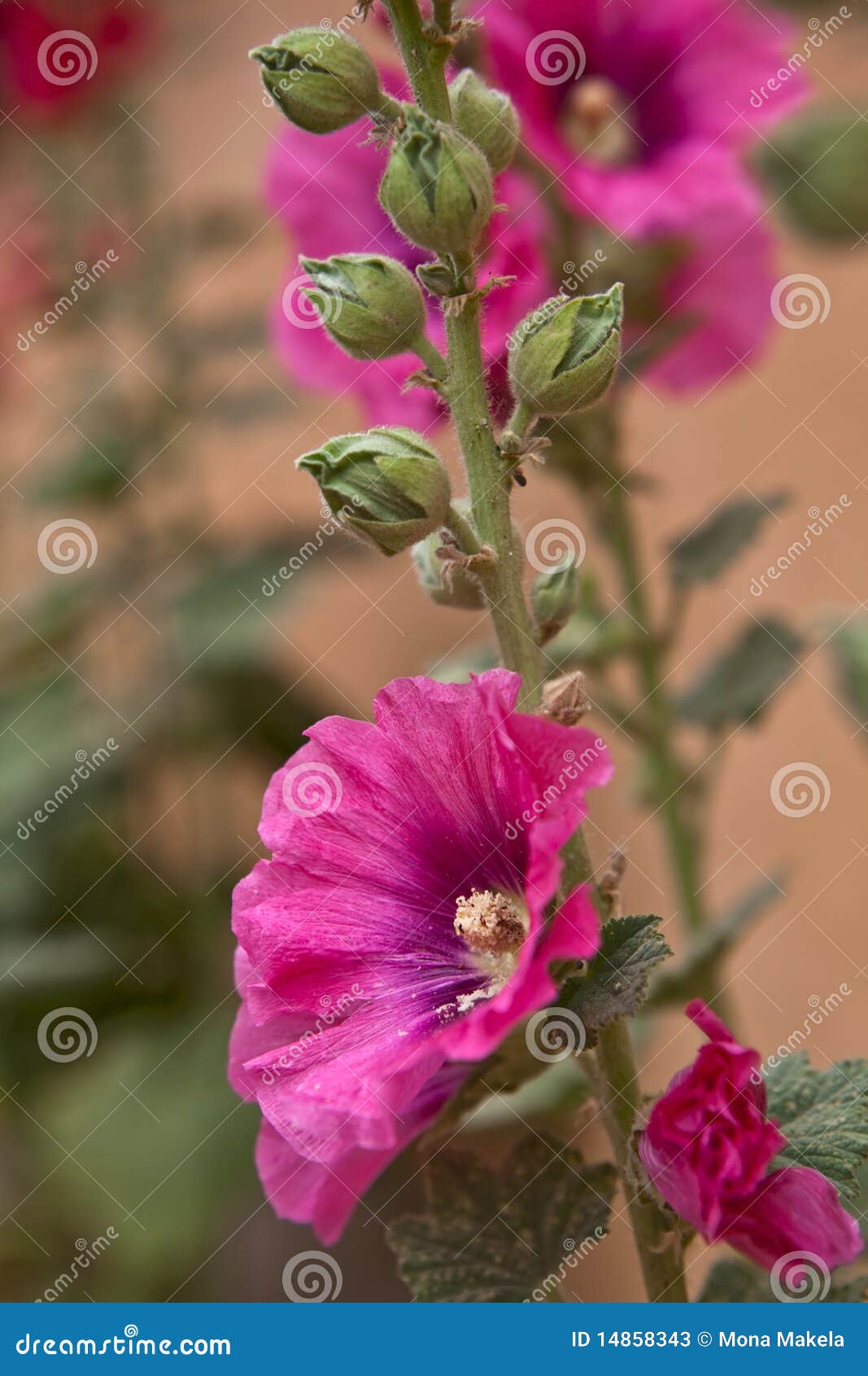 Roze stokrozen stock afbeelding. Image of bladeren, gecultiveerd - 14858343