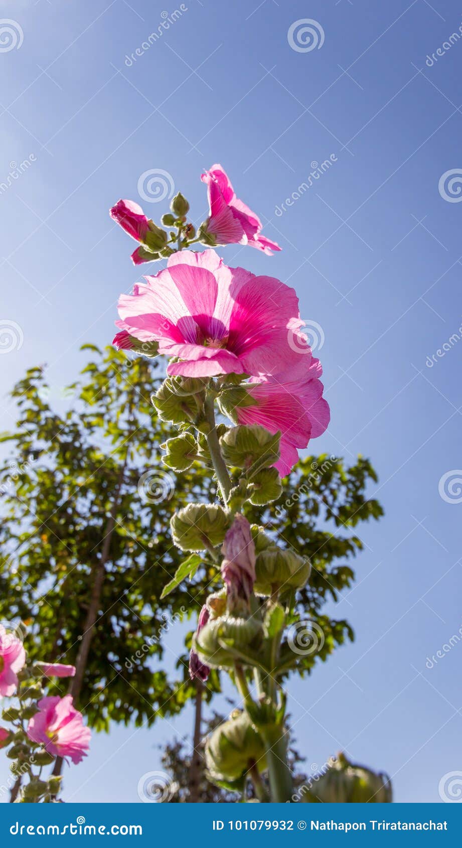 Roze Stokrozen Met Ochtend Sunlights Stock Foto - Image of doorzichtig ...