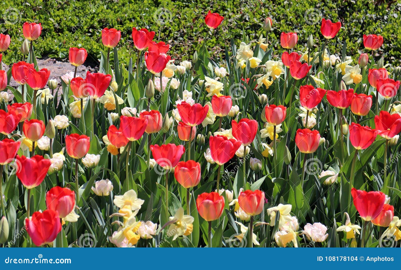 Roze tulp stock foto. Image of achtergrond, roze, seizoen - 108178104