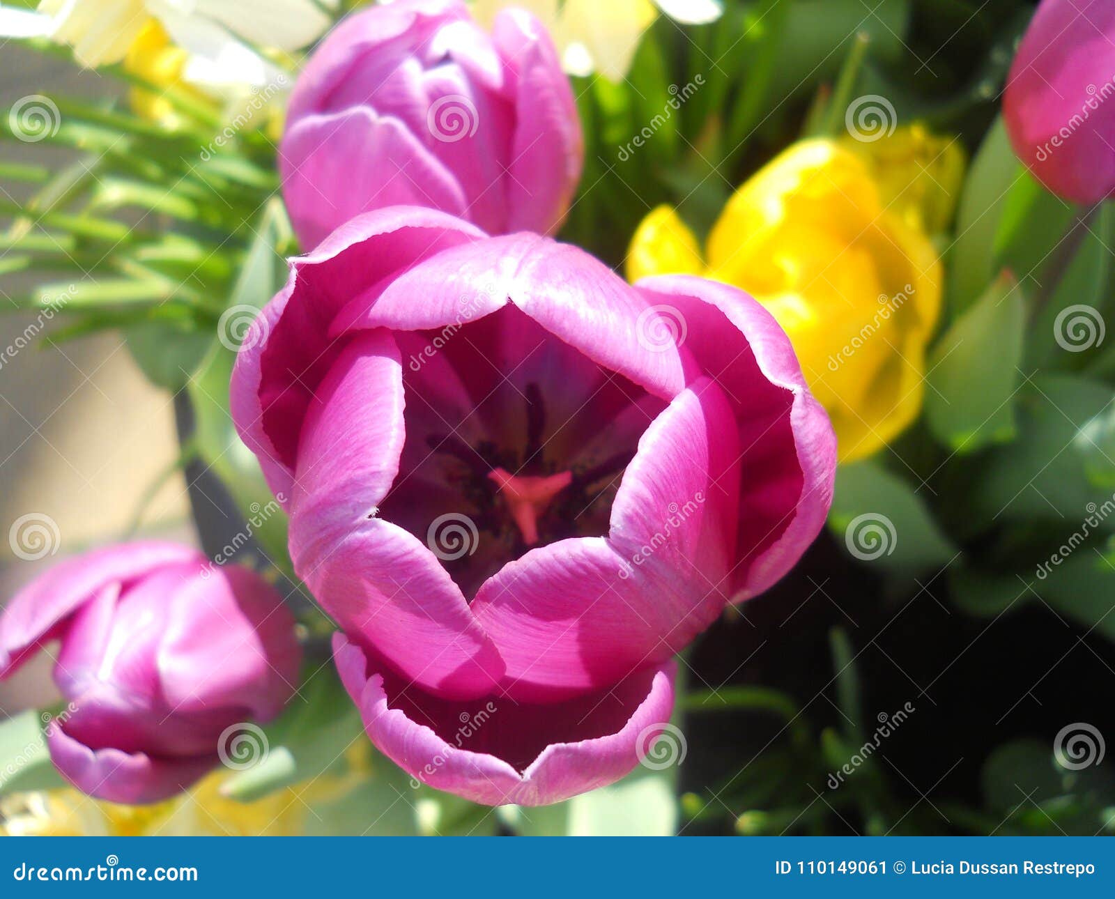 Roze tulp stock afbeelding. Image of achtergrond, tentoonstelling ...