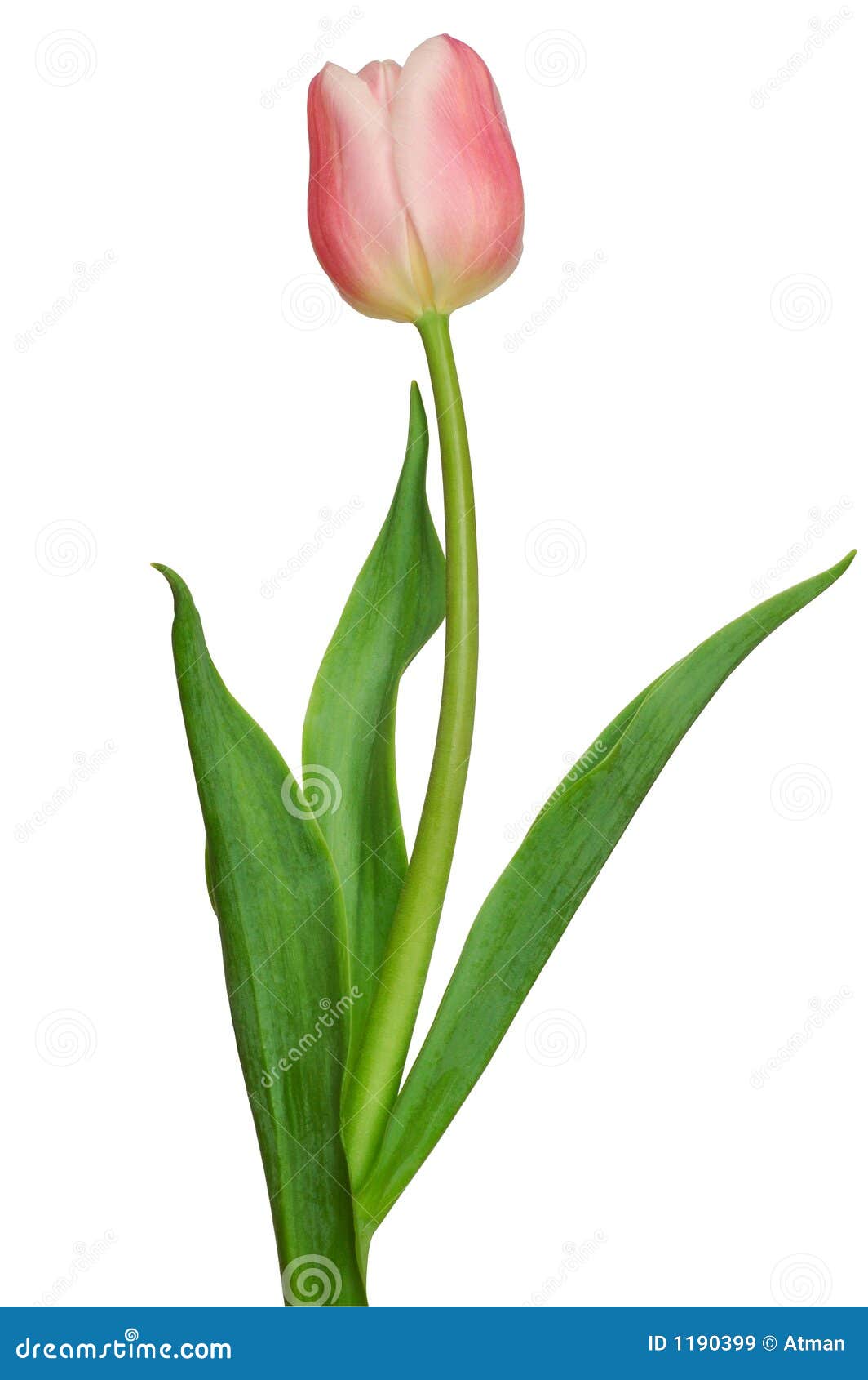 Roze Tulp stock afbeelding. Image of sluit, bloemblaadjes - 1190399