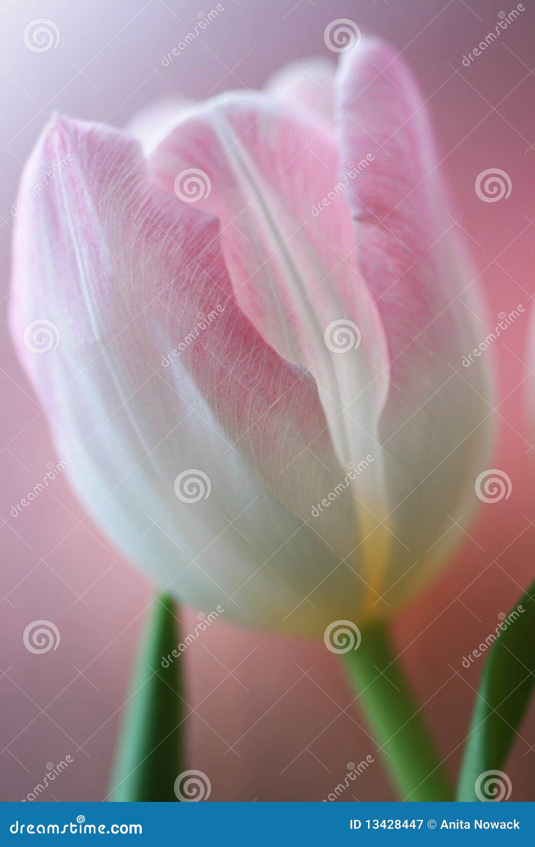 Roze tulp stock afbeelding. Image of seizoengebonden - 13428447