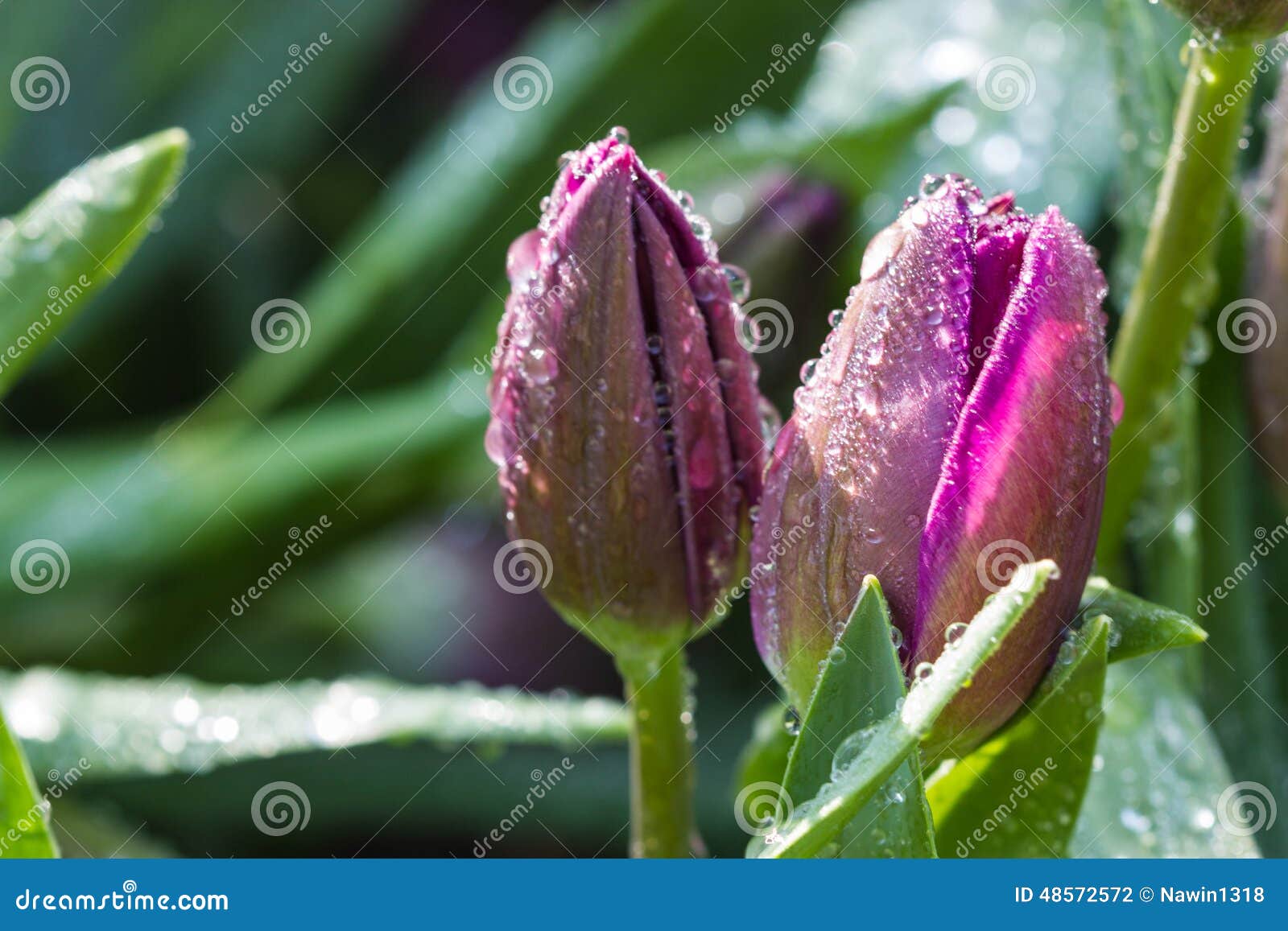 Roze tulp stock foto. Image of bloei, bloembed, vergeet - 48572572