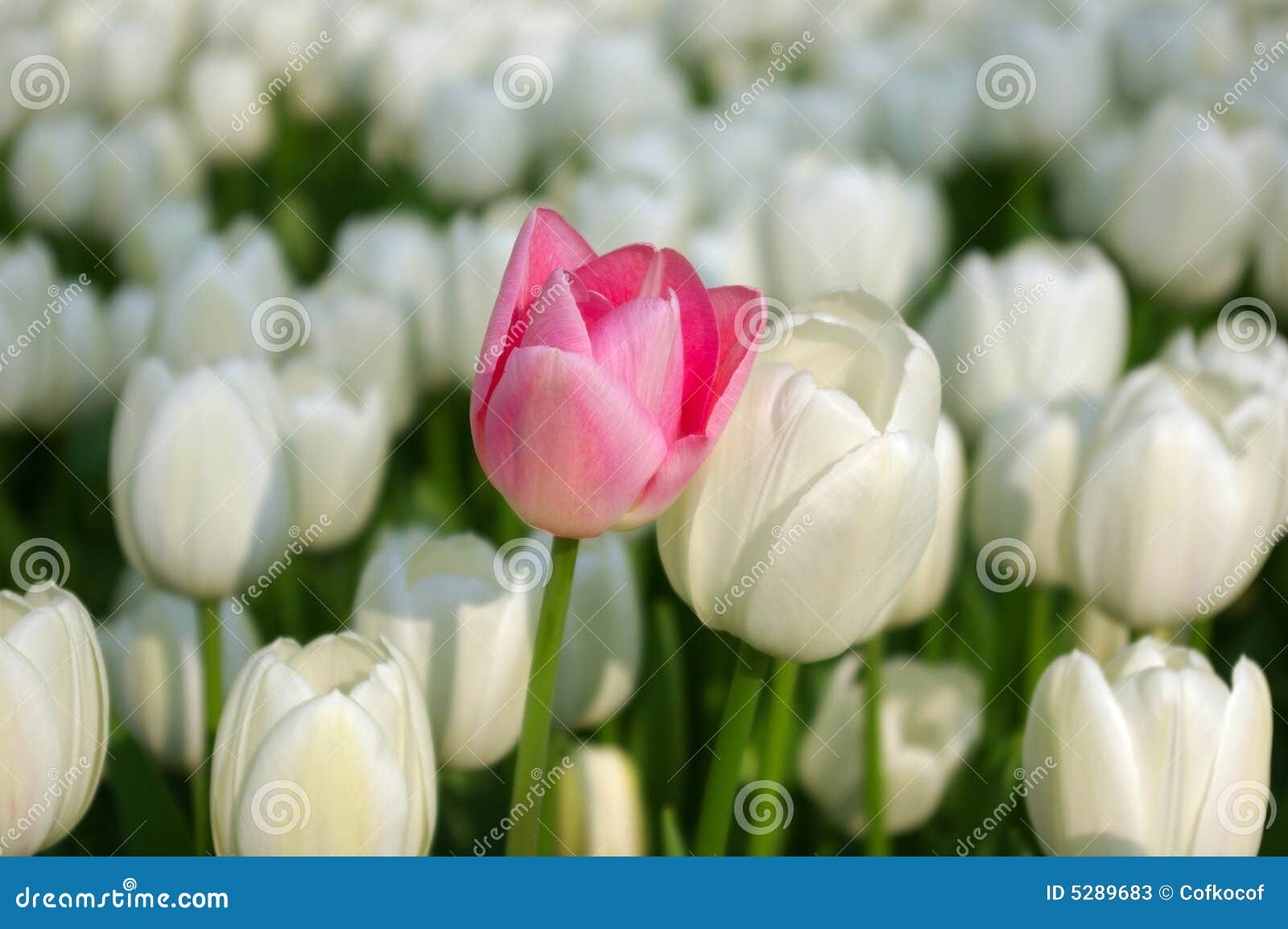 Roze Tulp in Een Overzees Van Witte Tulpen Stock Afbeelding - Image of ...