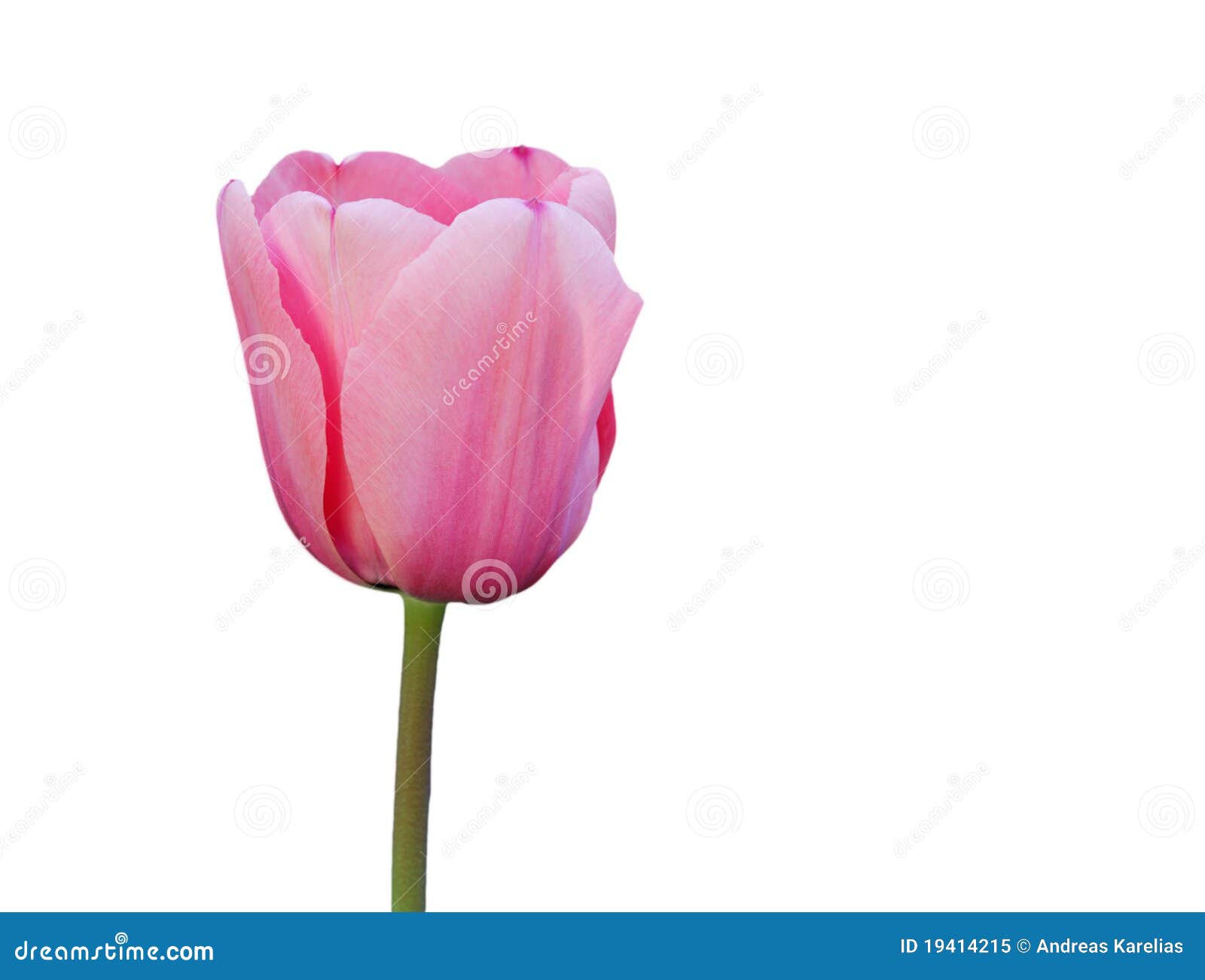 Roze Tulp Op Witte Achtergrond Stock Afbeelding - Image of roze ...