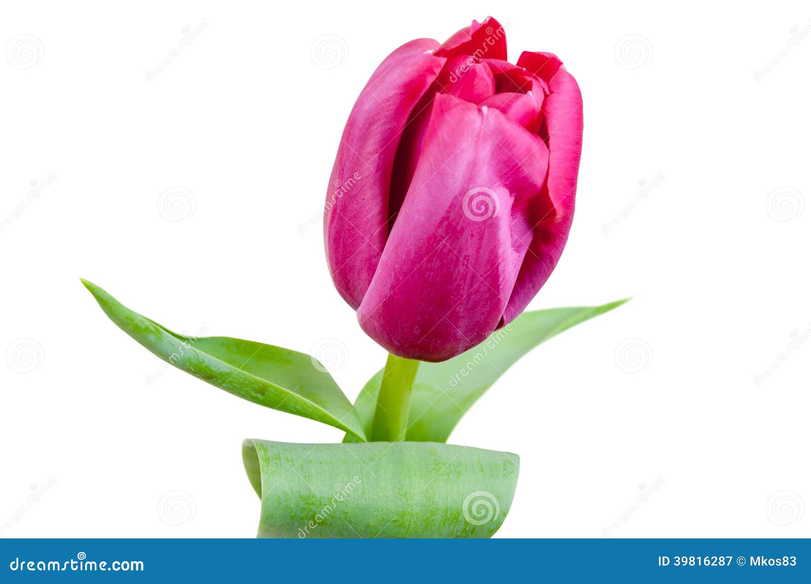 Roze Tulp Op Witte Achtergrond Stock Afbeelding - Image of gebladerte ...