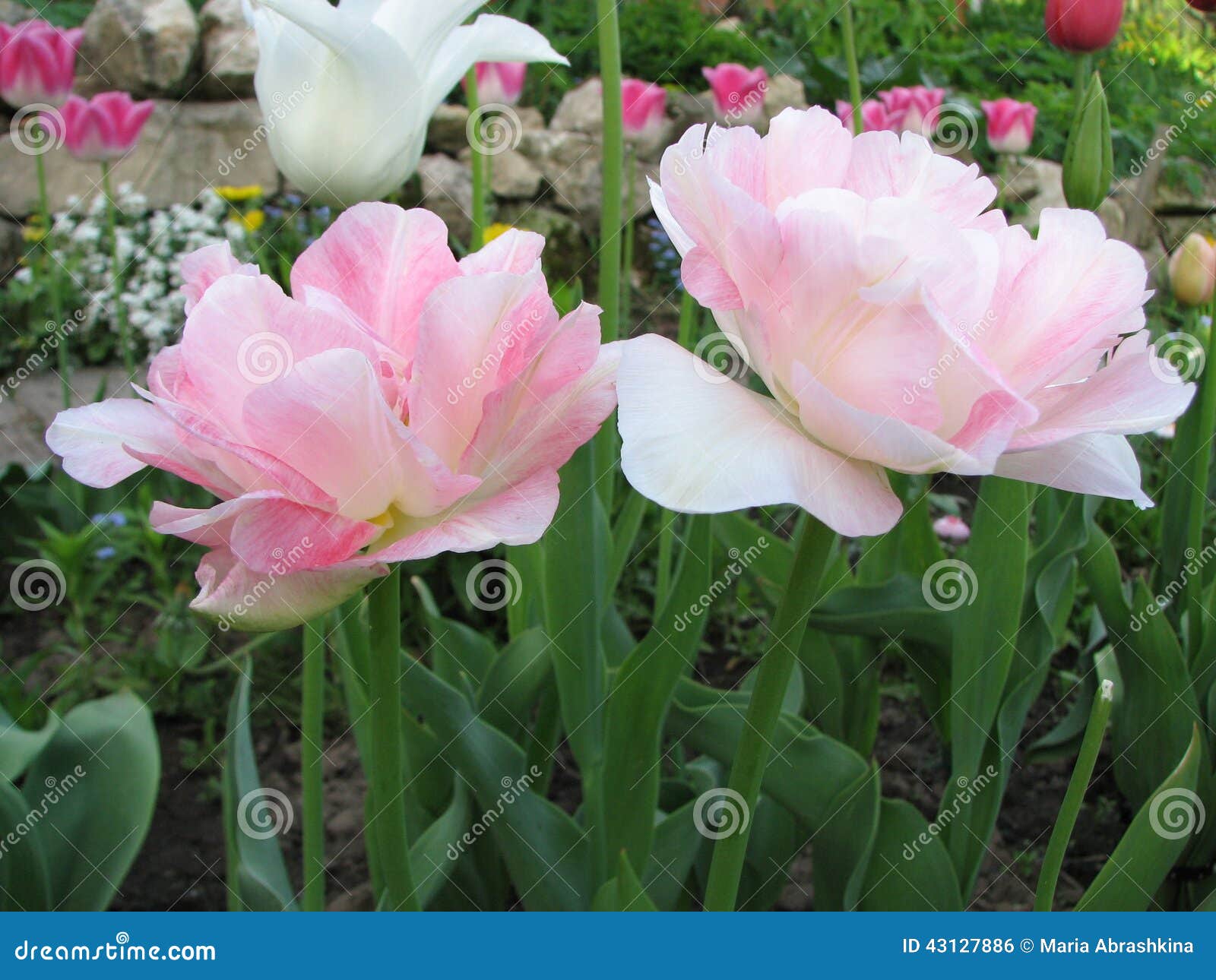 Roze Tulp (Tulipa - Gavota - Triumph-Tulp) Stock Foto - Image of nave ...