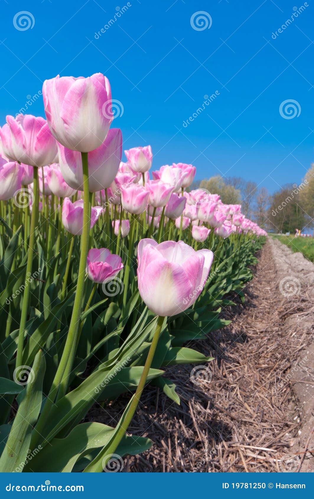 Roze tulpen stock foto. Image of bloemblaadje, tuin, mooi - 19781250