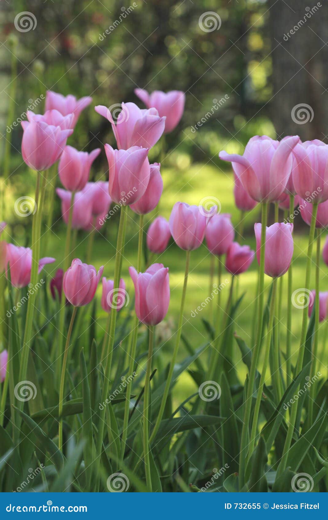 Roze Tulpen stock afbeelding. Image of groei, achtergrond - 732655