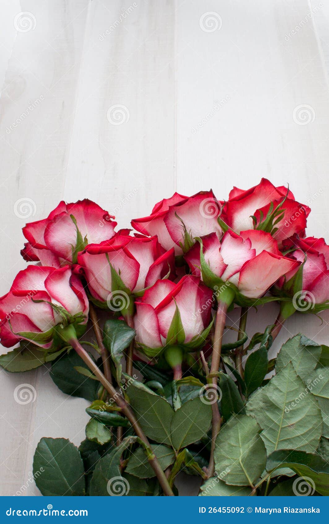 Roze Witte Rode Rozen Met Ruimte Voor Tekst of Embleem Stock Foto ...