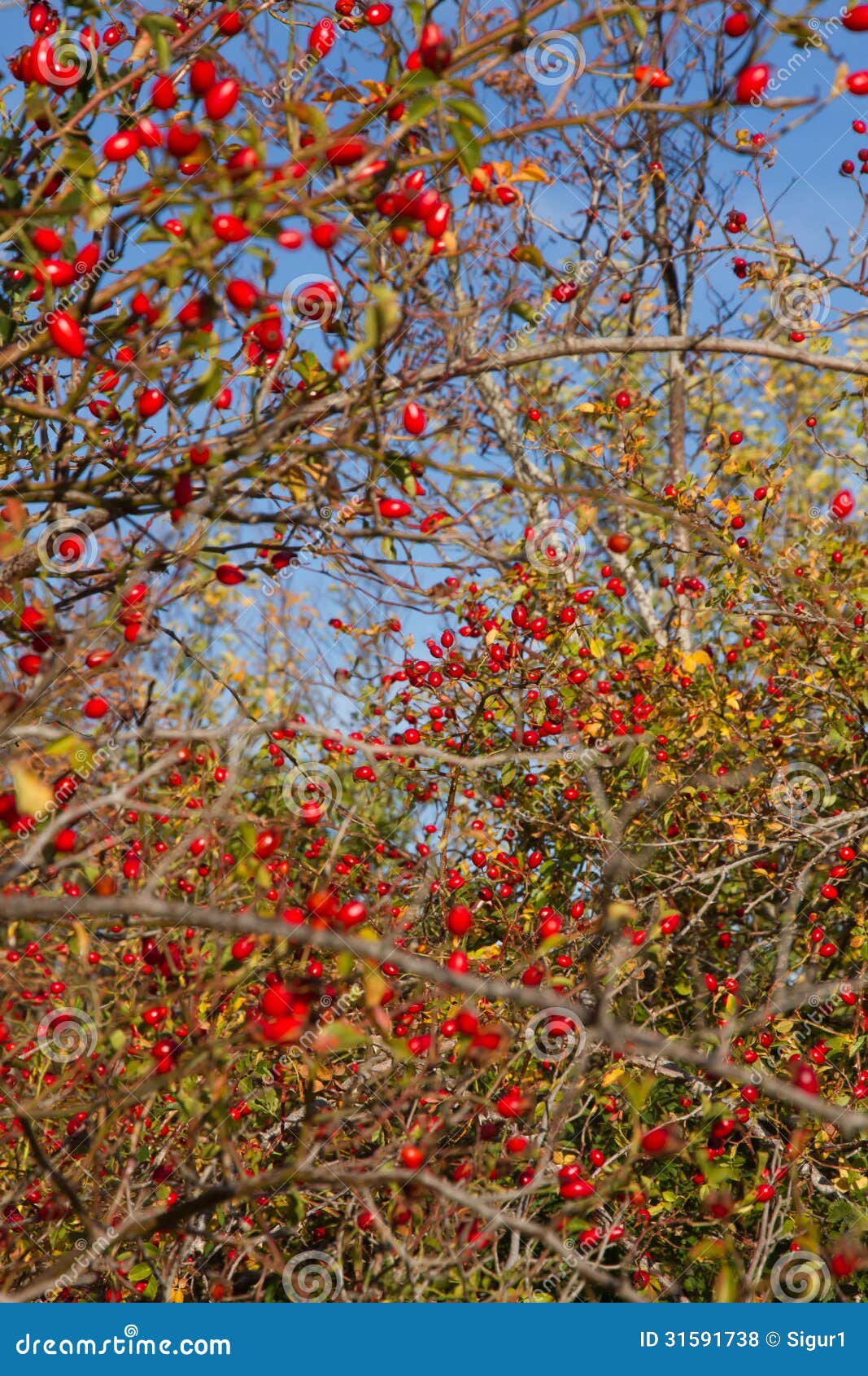 Rozebottels en wild fruit stock foto. Image of bloem - 31591738