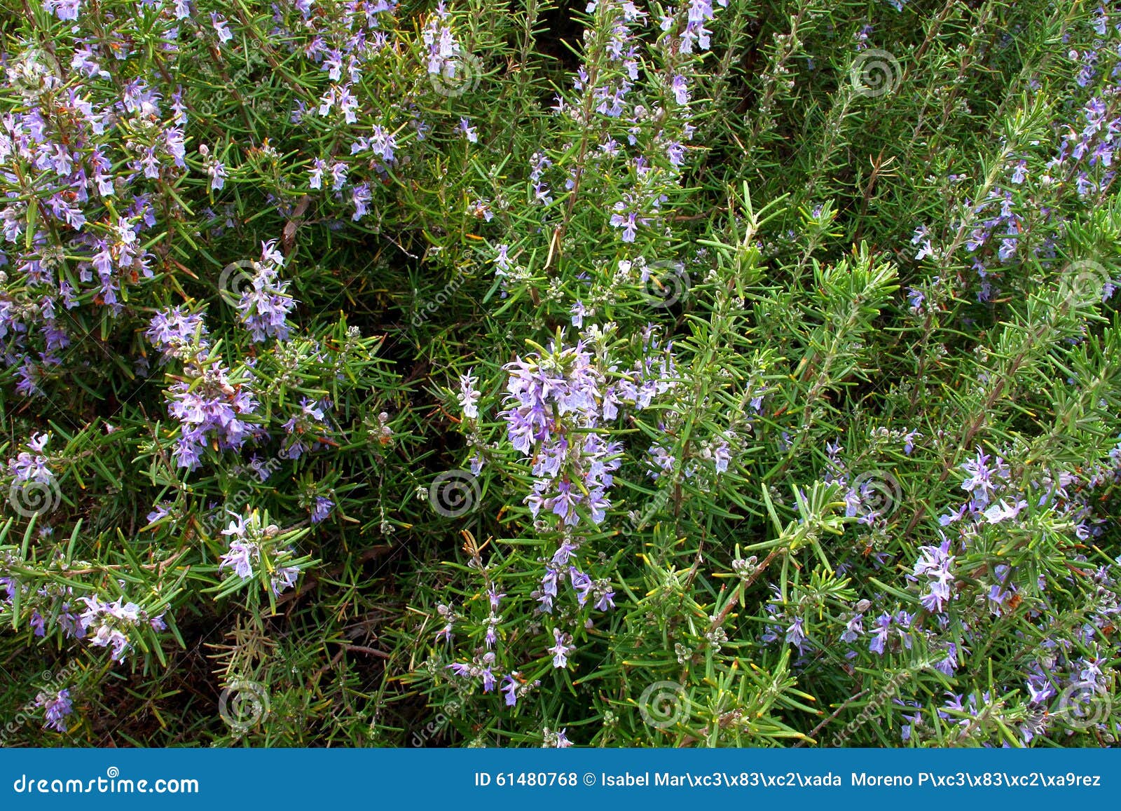 Rozemarijn in bloei stock foto. Image of groen, rozemarijn - 61480768