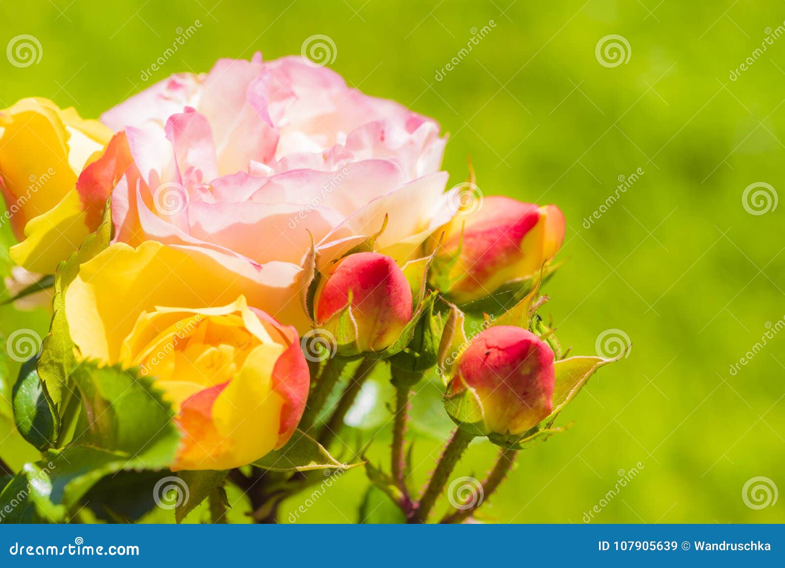 Rozen in de tuin stock afbeelding. Image of vrijetijdsbesteding - 107905639