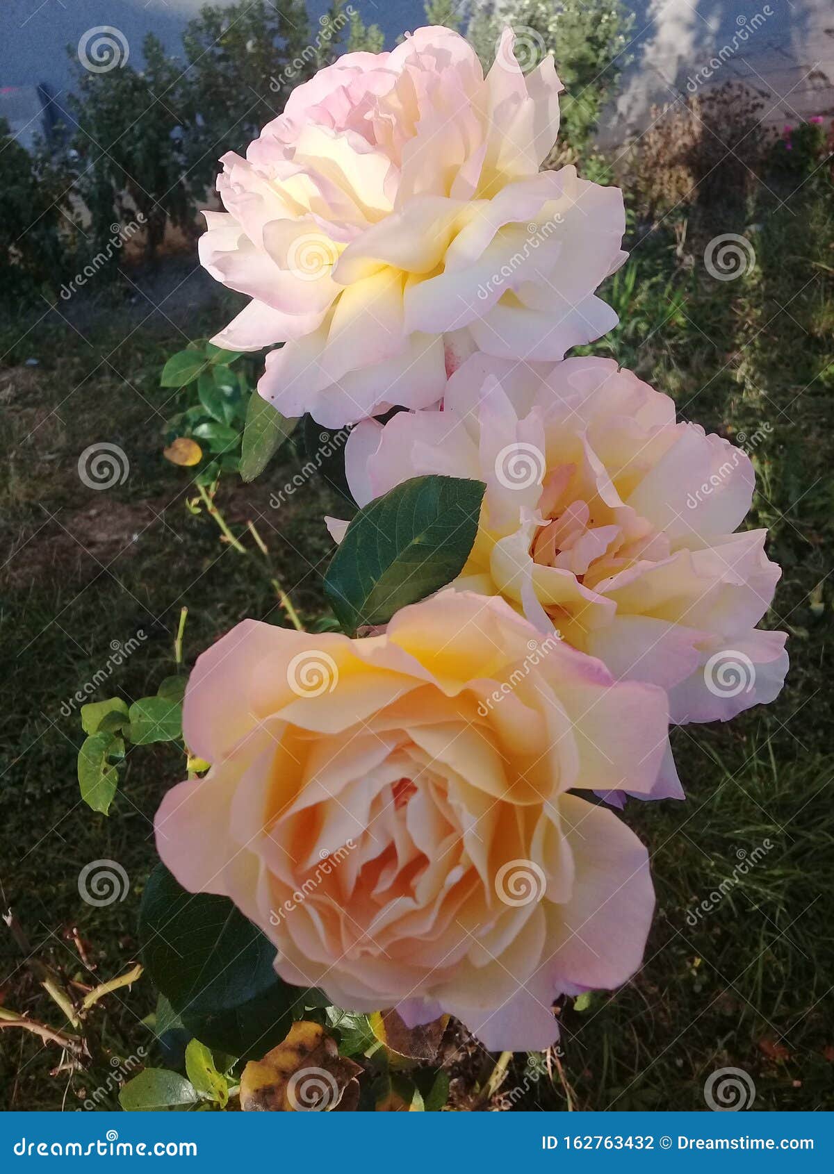 Roses for you stock photo. Image of rozes, flowe, love - 162763432