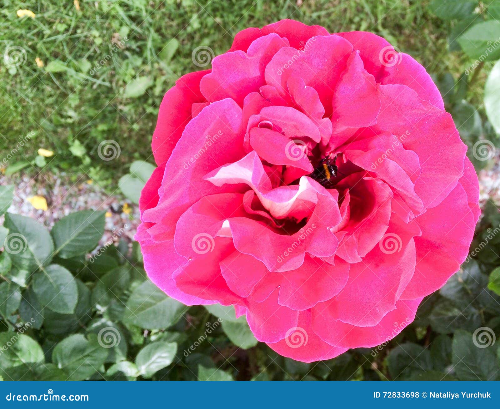 Rozy rose stock photo. Image of insect, gift, color, peach - 72833698