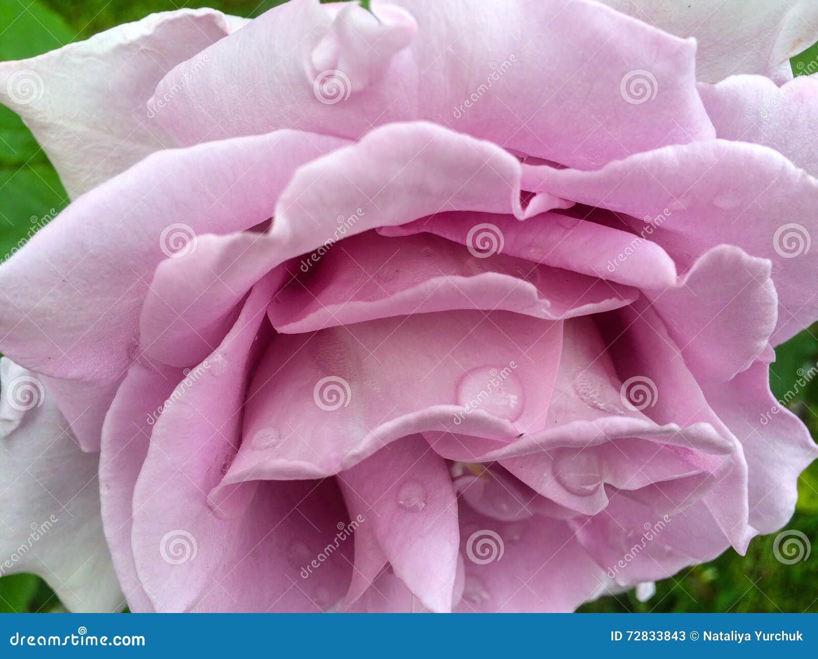 Rozy rose stock image. Image of bloom, plant, beautiful - 72833843