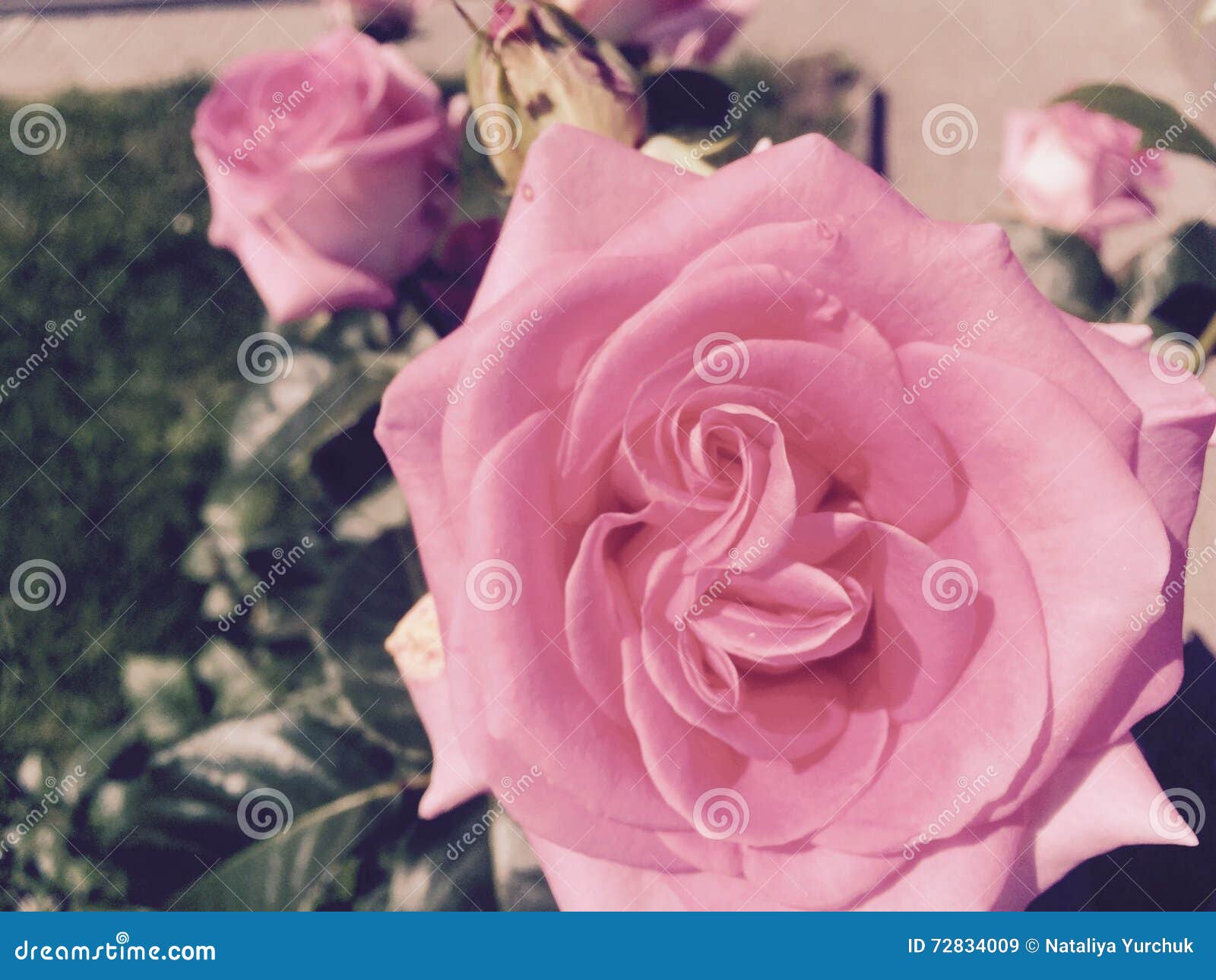 Rozy rose stock image. Image of pastel, soft, color, summer - 72834009