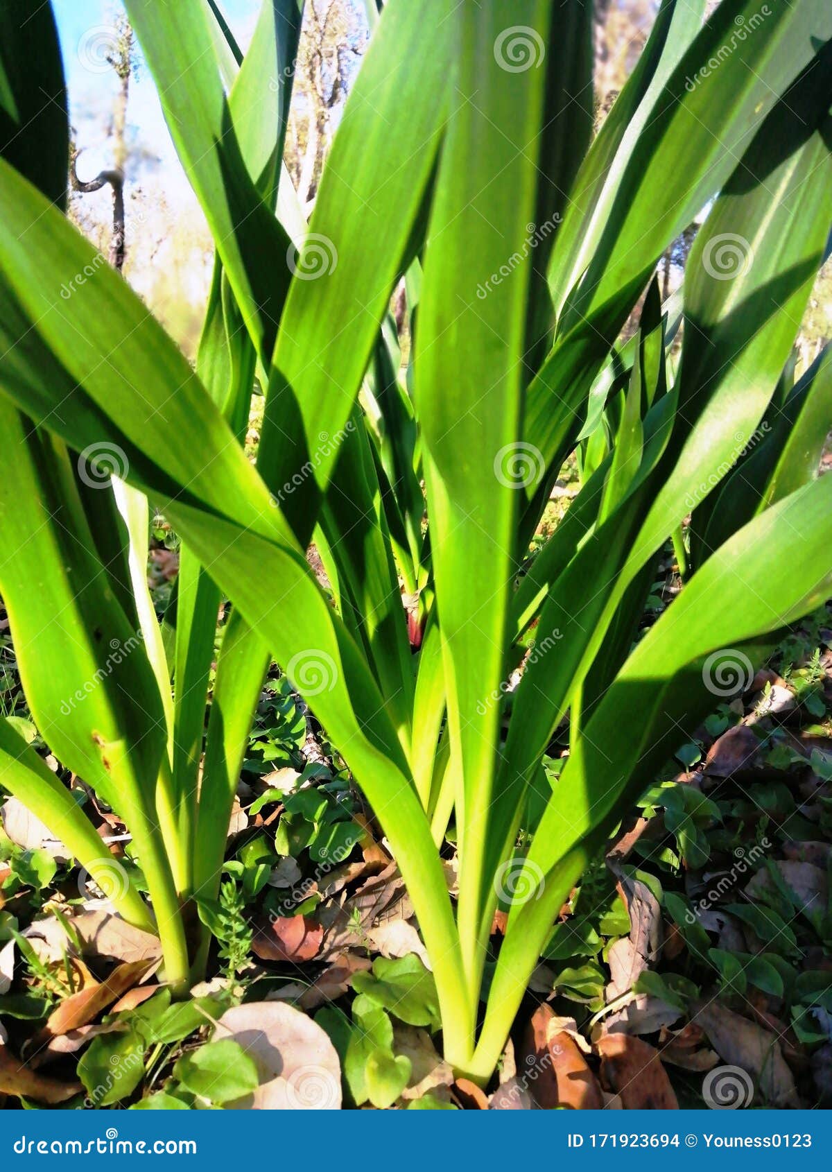 Magnificent plant stock photo. Image of rabat, forêt - 171923694
