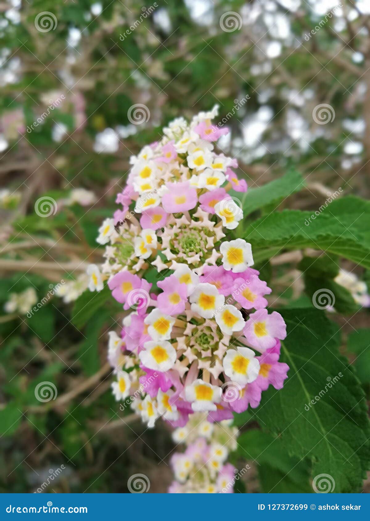 Flowef Stock Photos - Free & Royalty-Free Stock Photos from Dreamstime