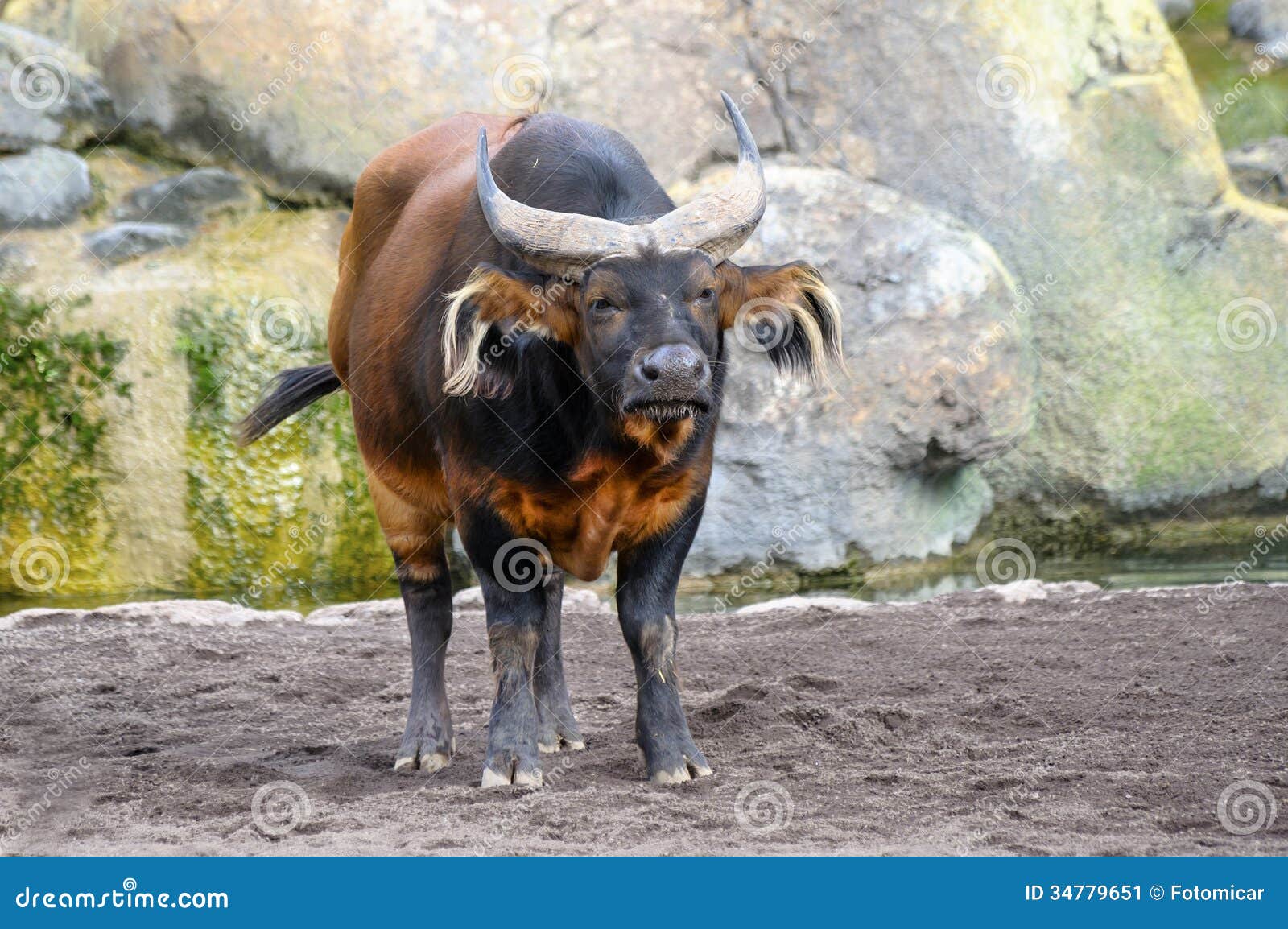 Forest Buffalo With Baby In Indira Gandhi Zoological Park Stock Image ...
