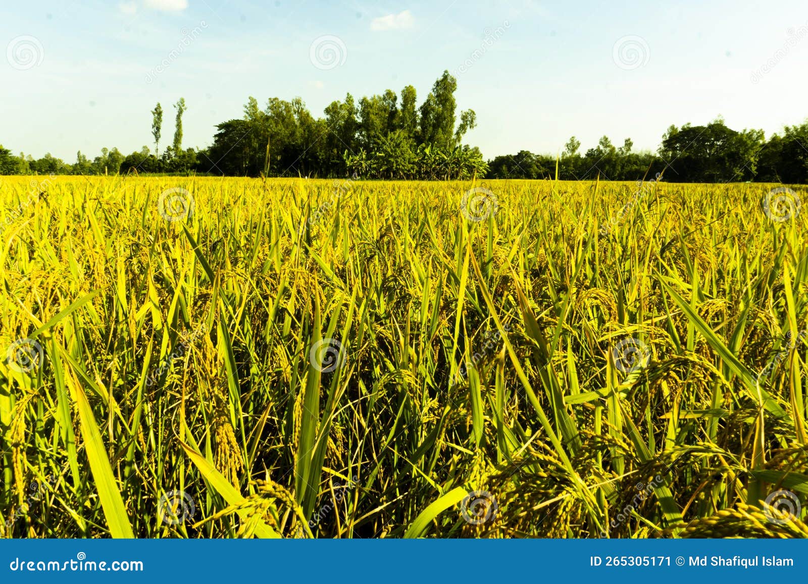 Green Rice Field & Ripe Paddy Field. Oryza Sativa Stock Image - Image ...