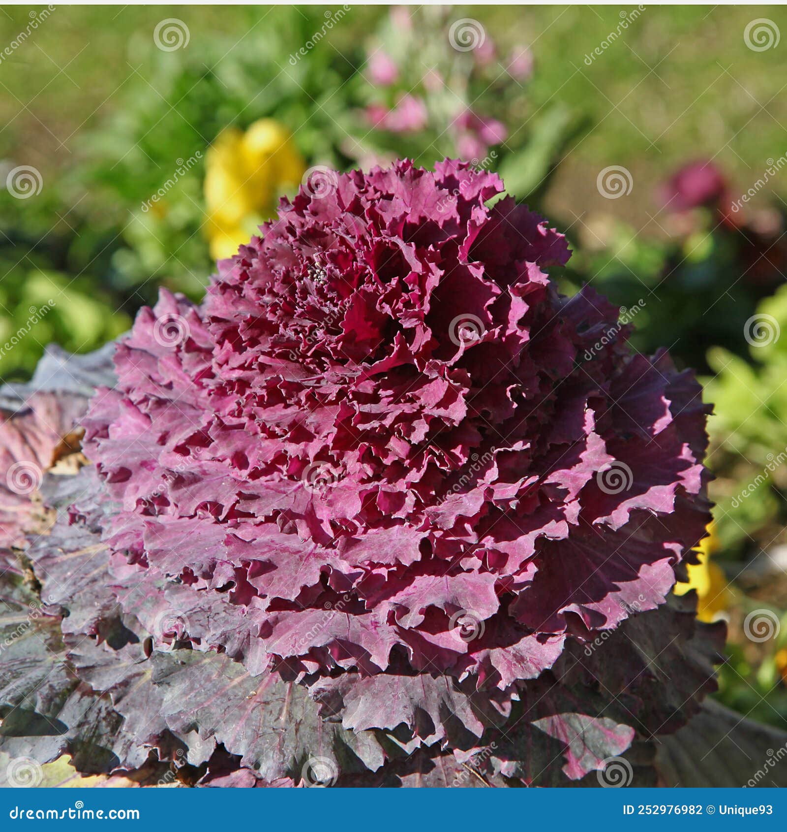 Decorative Cabbage in a Flower Bed in Autumn Stock Photo - Image of ...