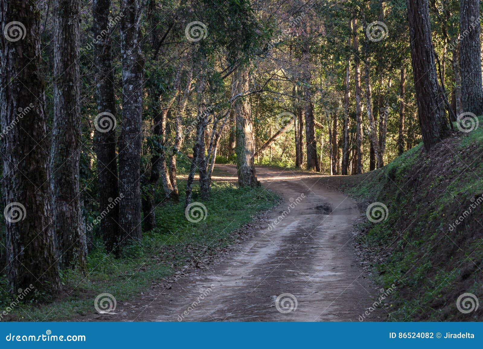 Rual Road in Pine Tree Forest Stock Photo - Image of road, rural: 86524082